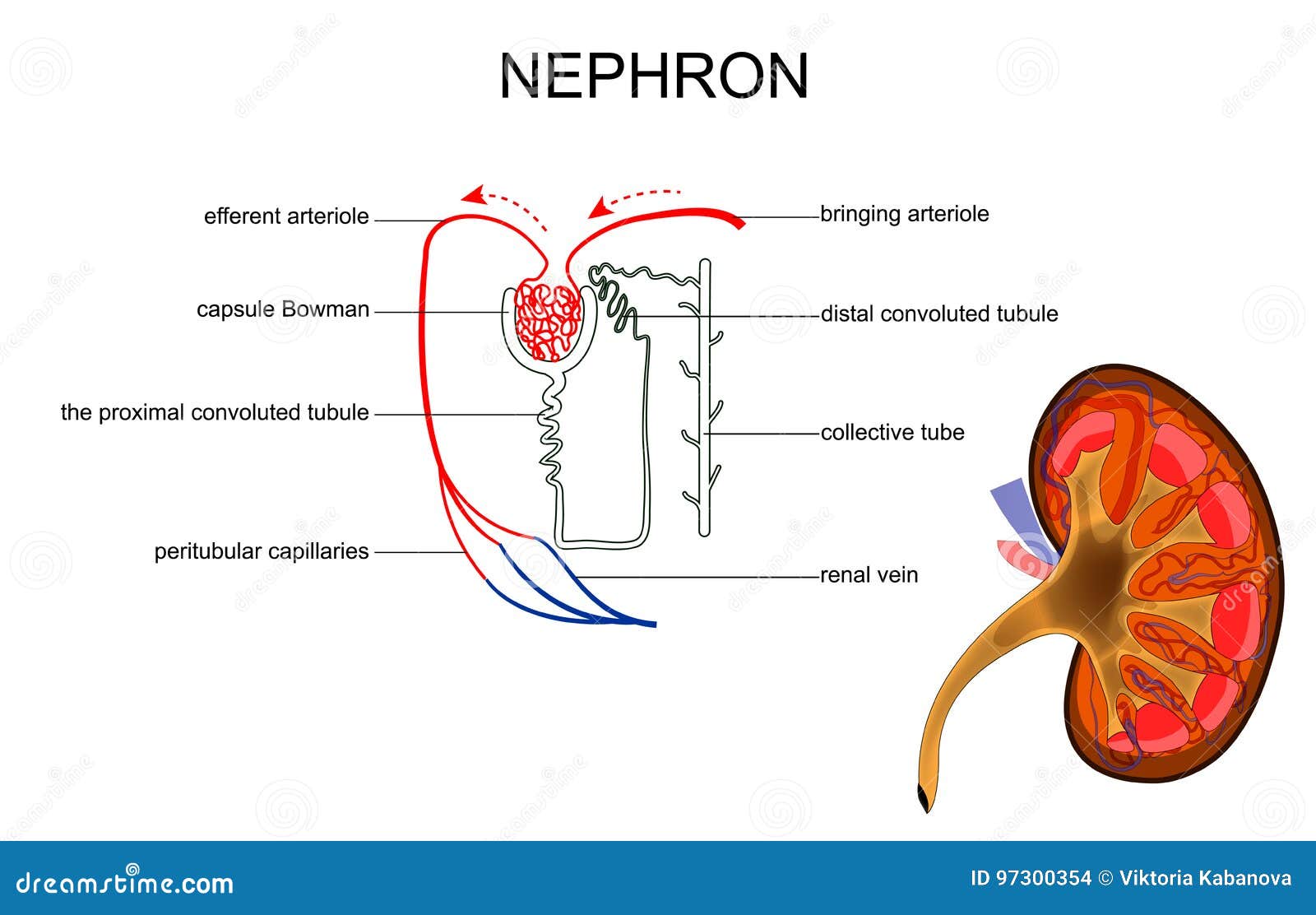 La Structure Du Rein Et Du Nephron Illustration de Vecteur ...