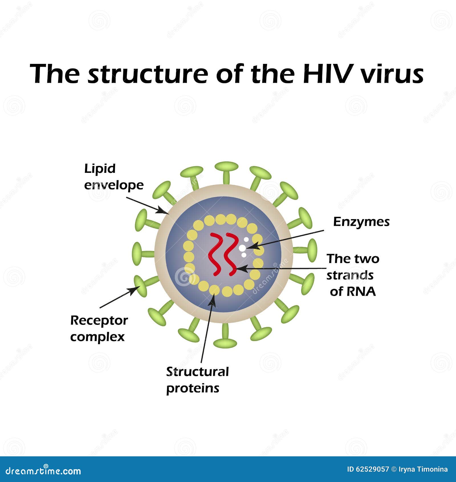 La Structure Du Virus De SIDA HIV Illustration De Vecteur Illustration ...