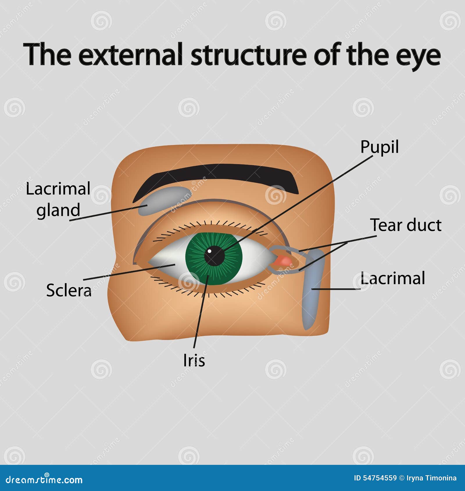 La Structure Externe De L'oeil Vecteur Illustration de Vecteur ...