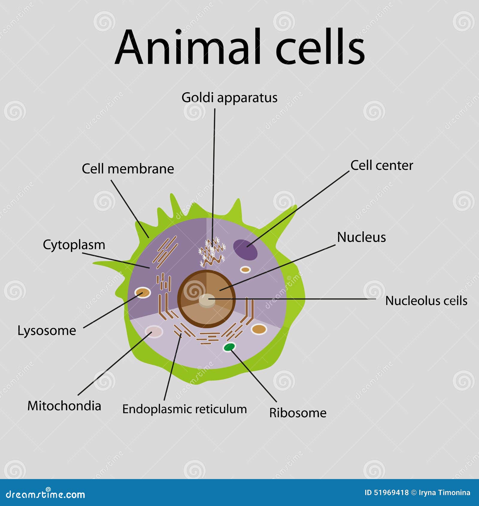 La Structure Interne D'une Cellule Animale Illustration de Vecteur ...