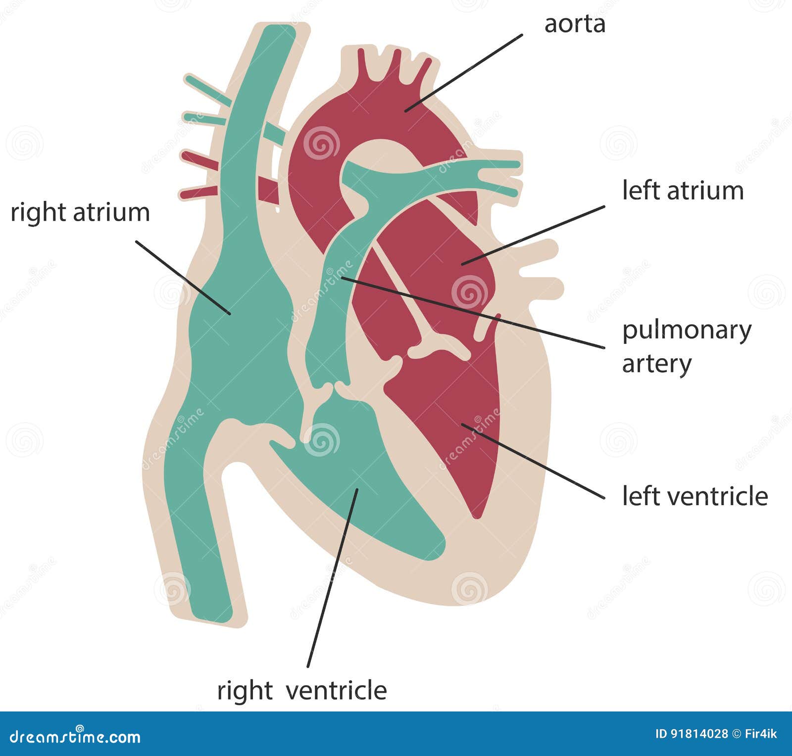 La struttura del cuore illustrazione vettoriale. Illustrazione di ...