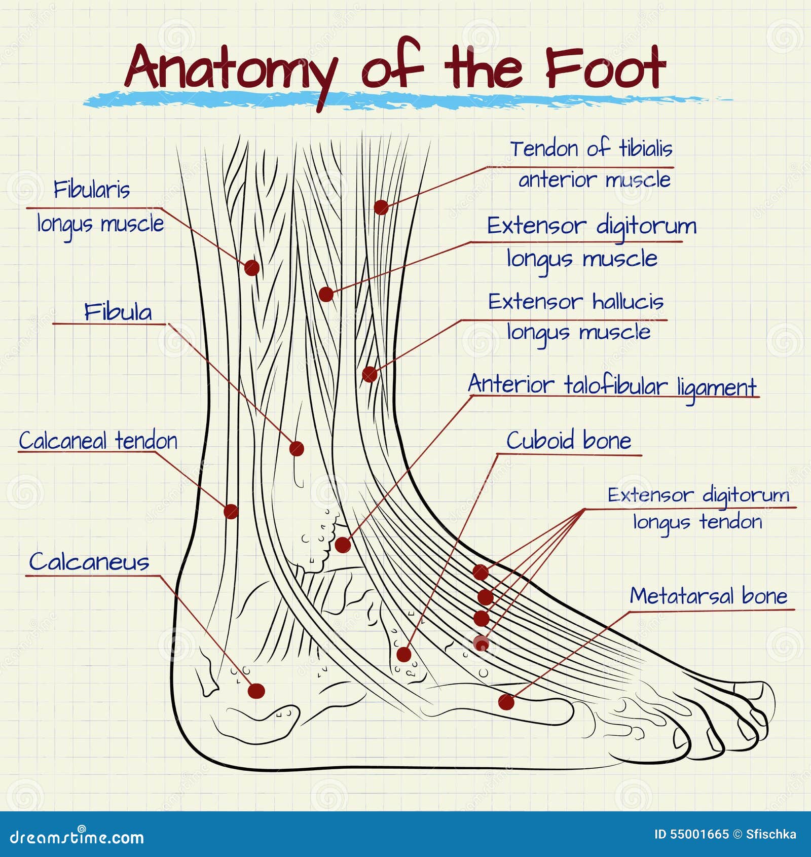 La Struttura Del Piede Umano Illustrazione Vettoriale - Illustrazione ...