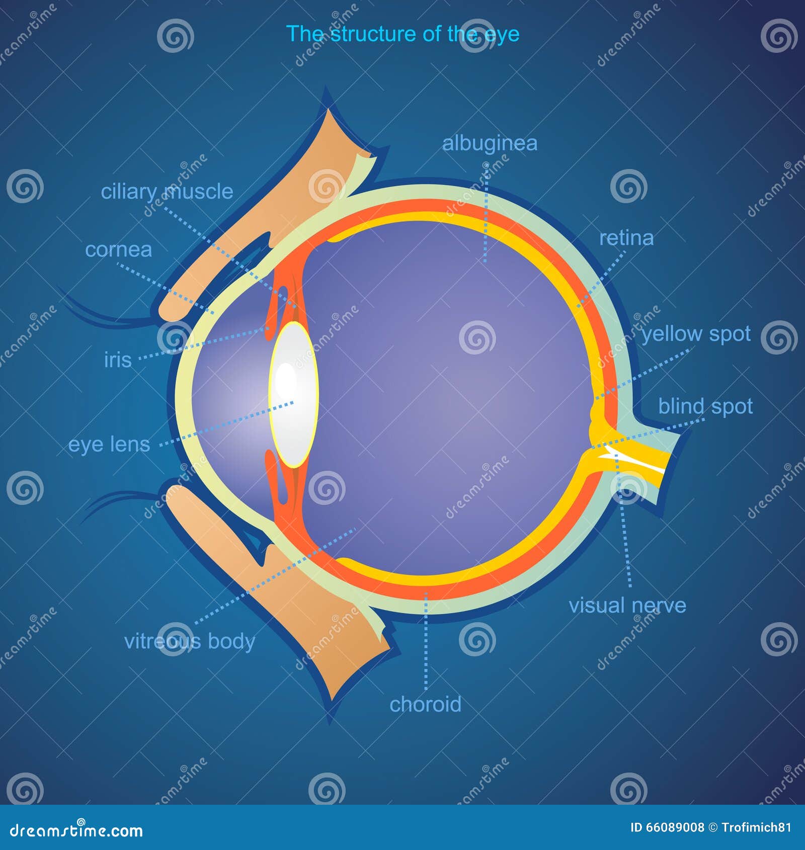 La struttura dell'occhio illustrazione vettoriale. Illustrazione di ...