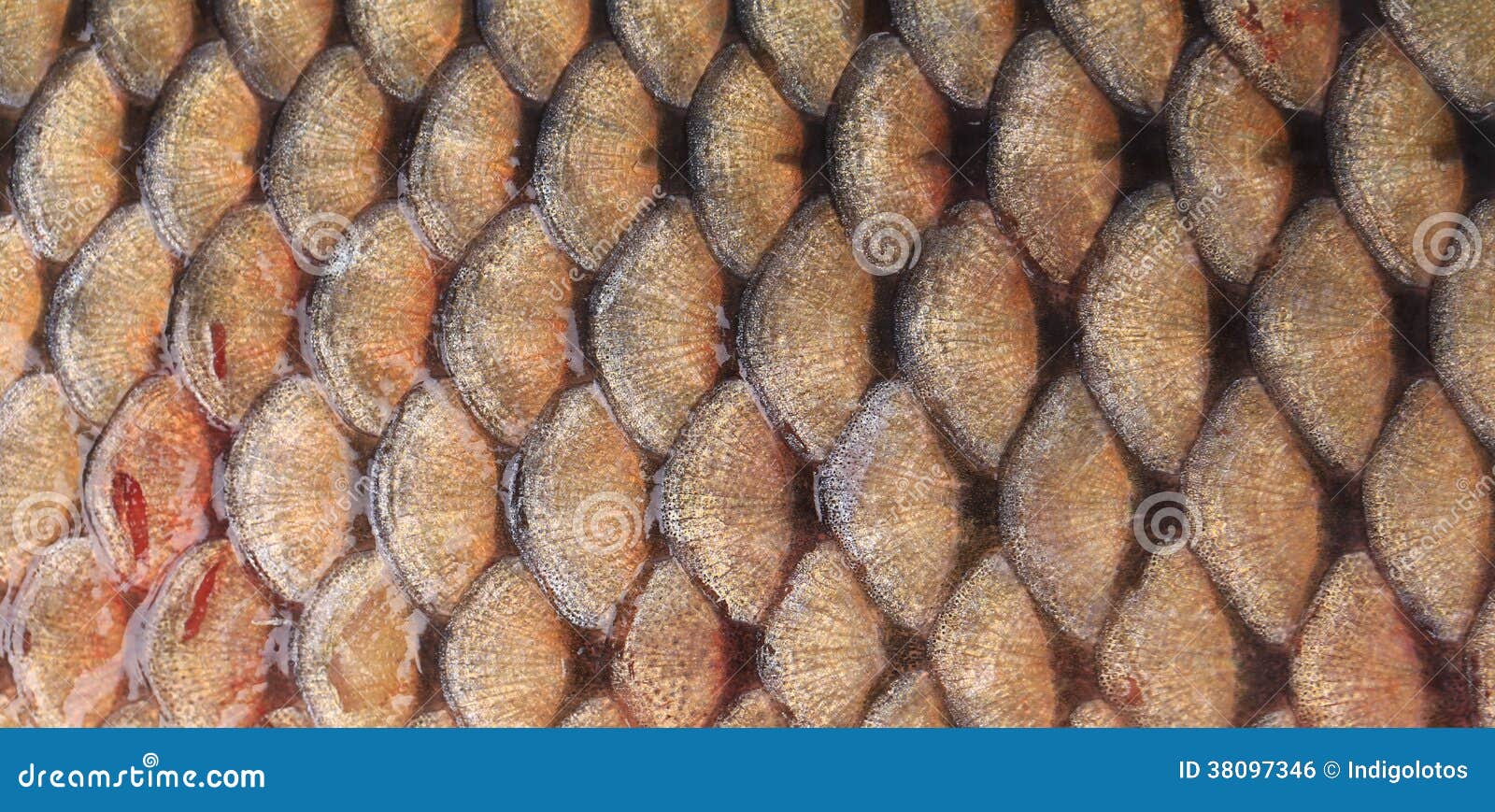 La Struttura Delle Squame Si Chiude Su. Fotografia Stock - Immagine di ...