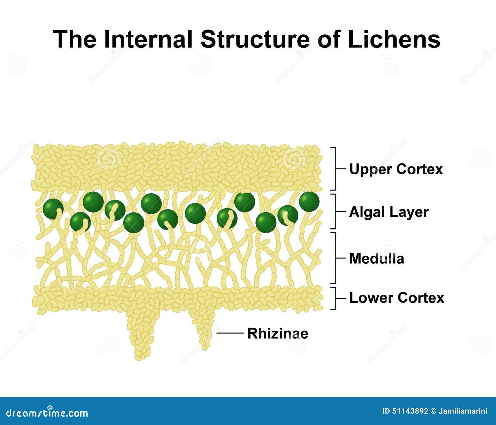 La Struttura Interna Dei Licheni Illustrazione di Stock - Illustrazione ...