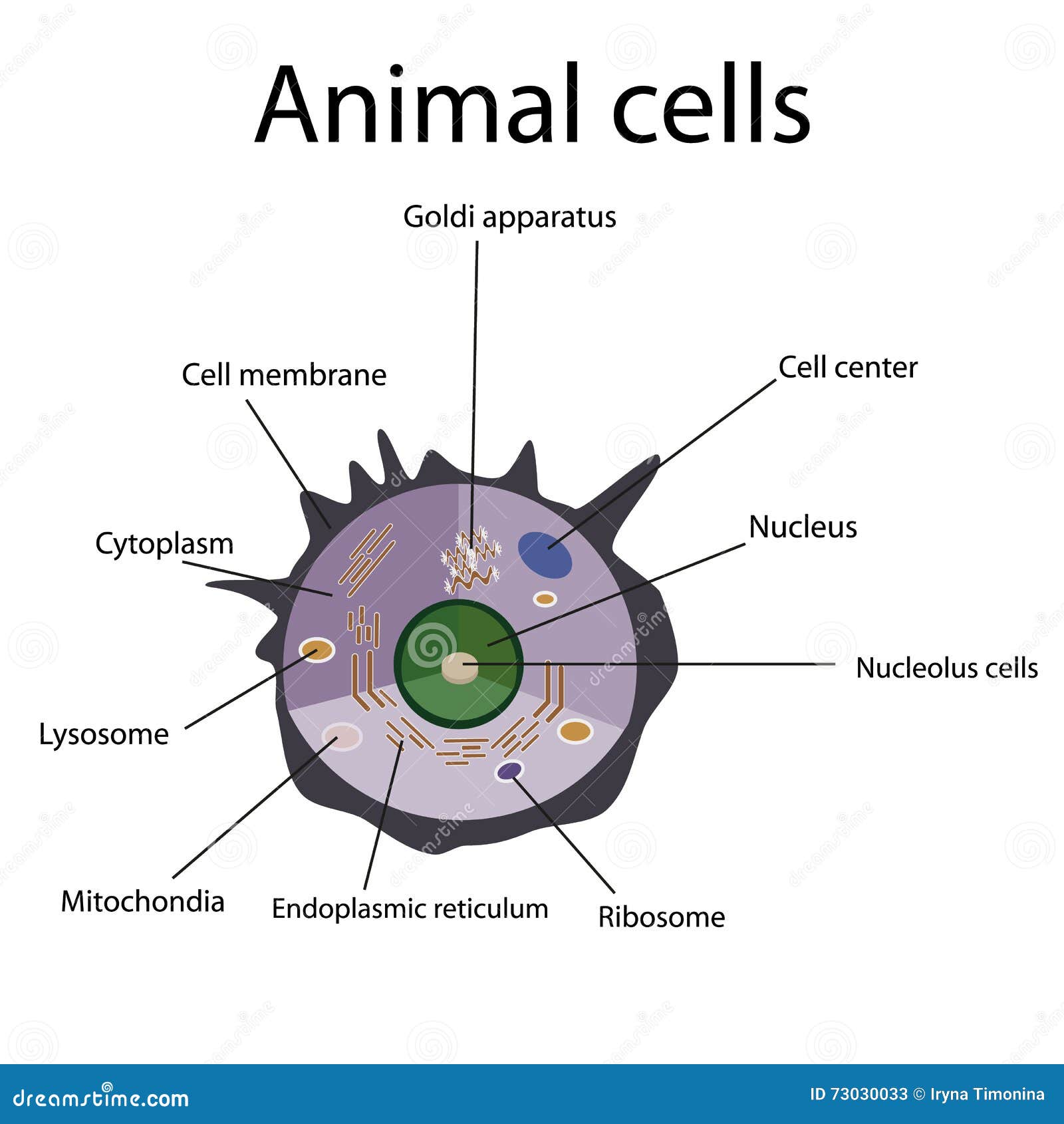 La Struttura Interna Di Una Cellula Animale Illustrazione Vettoriale ...