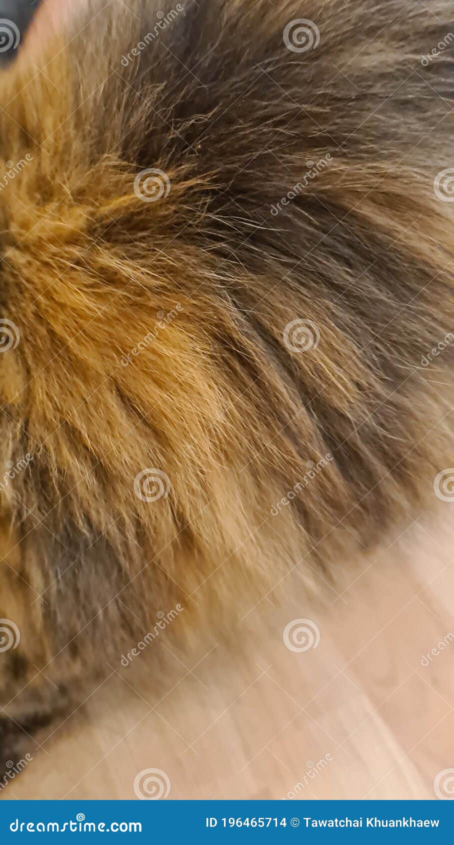 La Surface De La Fourrure Brune De Chat Photo stock - Image du nature ...