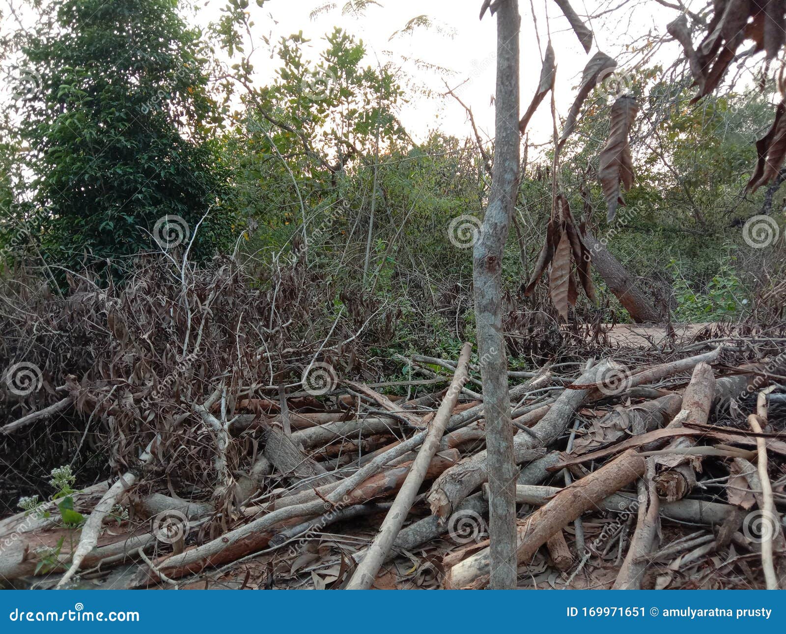 La Tala De Madera En Los Bosques Imagen de archivo - Imagen de registro ...