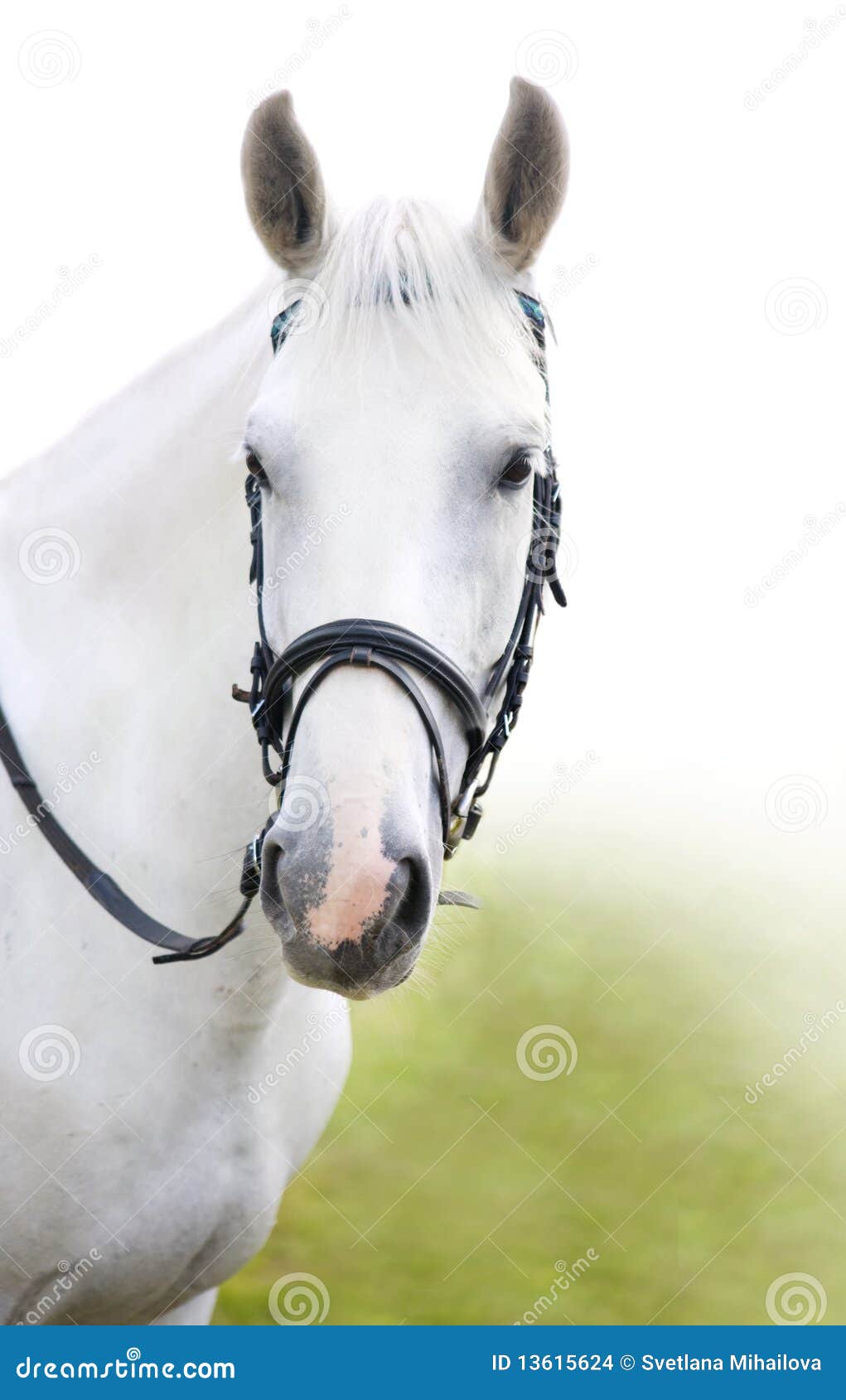 La Testa Del Cavallo Bianco Fotografia Stock - Immagine di trattamento ...