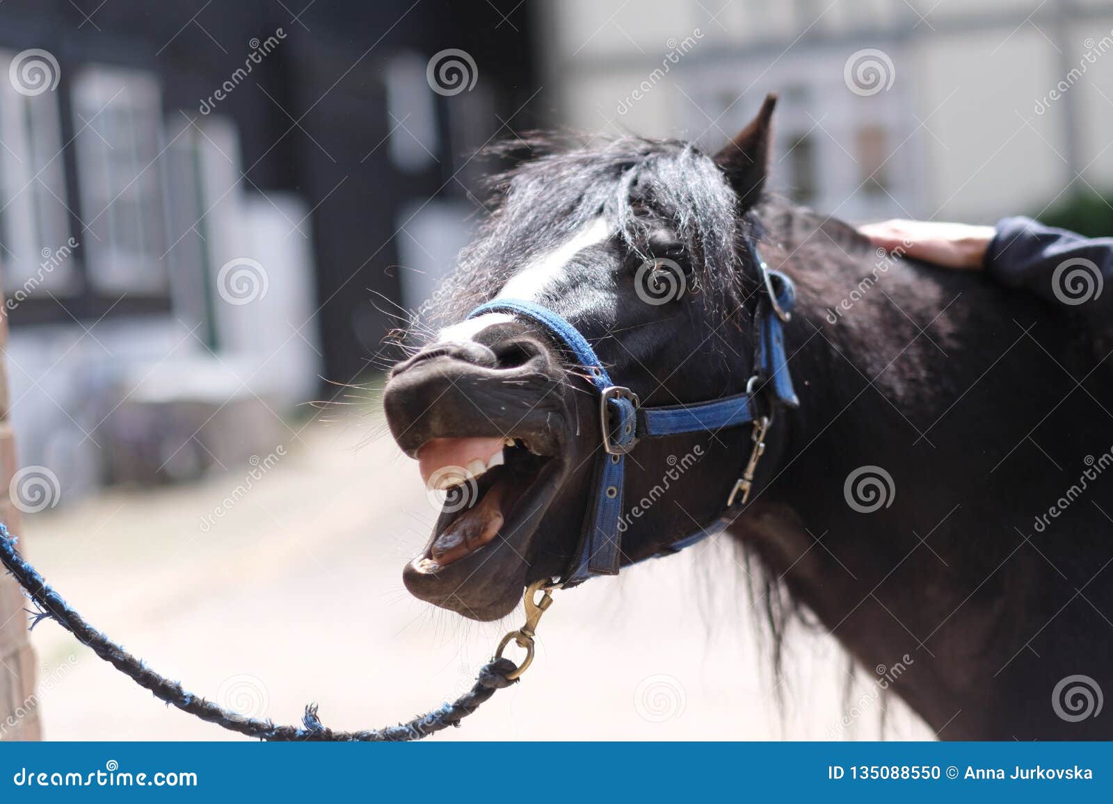 La Testa Del Cavallo Con Una Bocca Aperta Fotografia Stock - Immagine ...