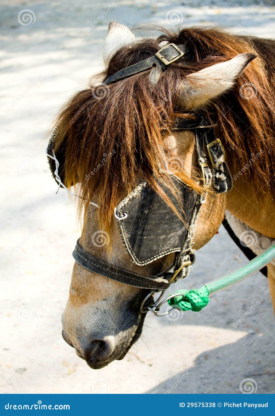 La Testa Del Cavallo Dai Carrelli Fotografia Stock - Immagine di ...
