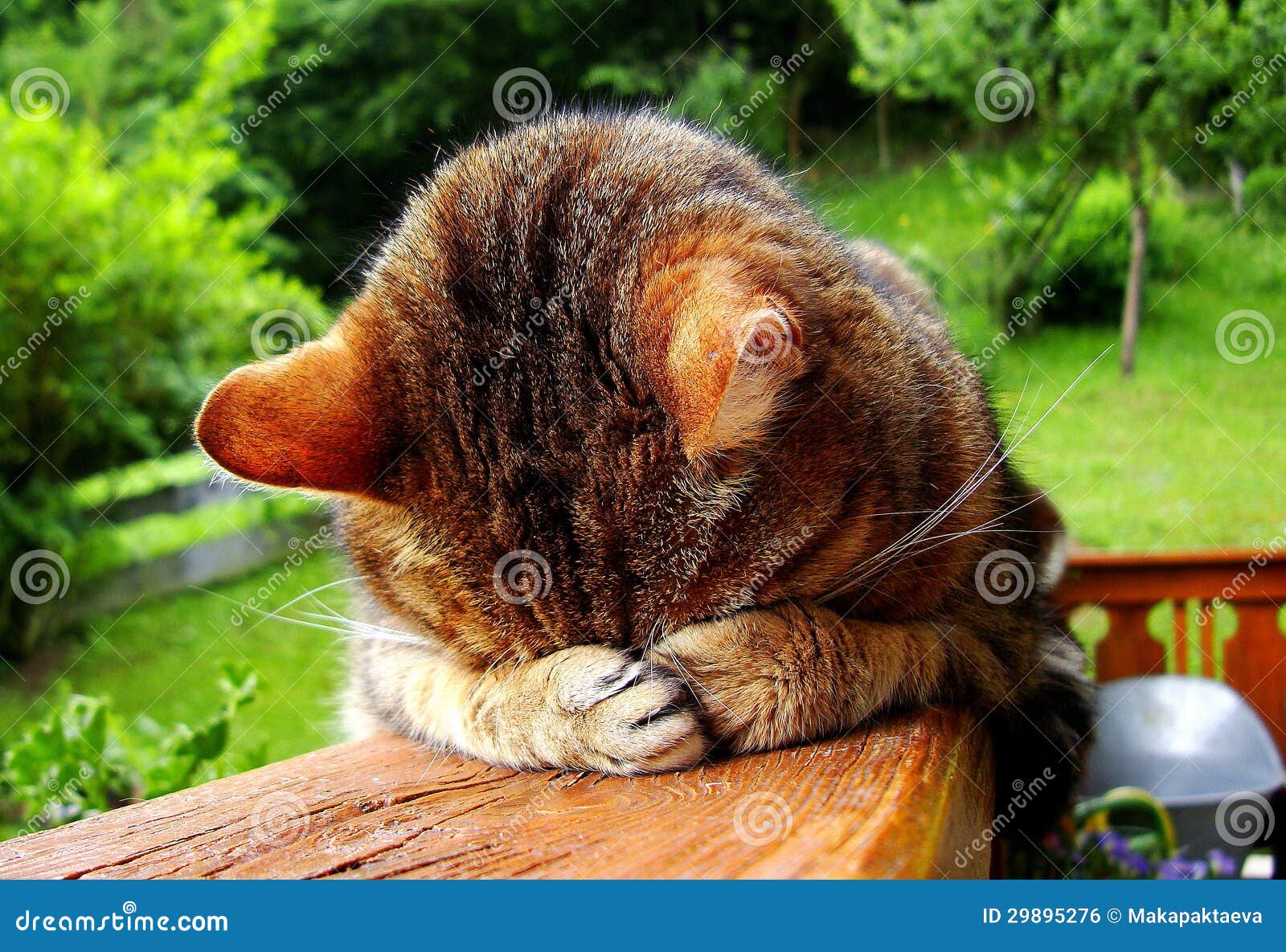 Gatto di sonno fotografia stock. Immagine di pets, nave - 29895276