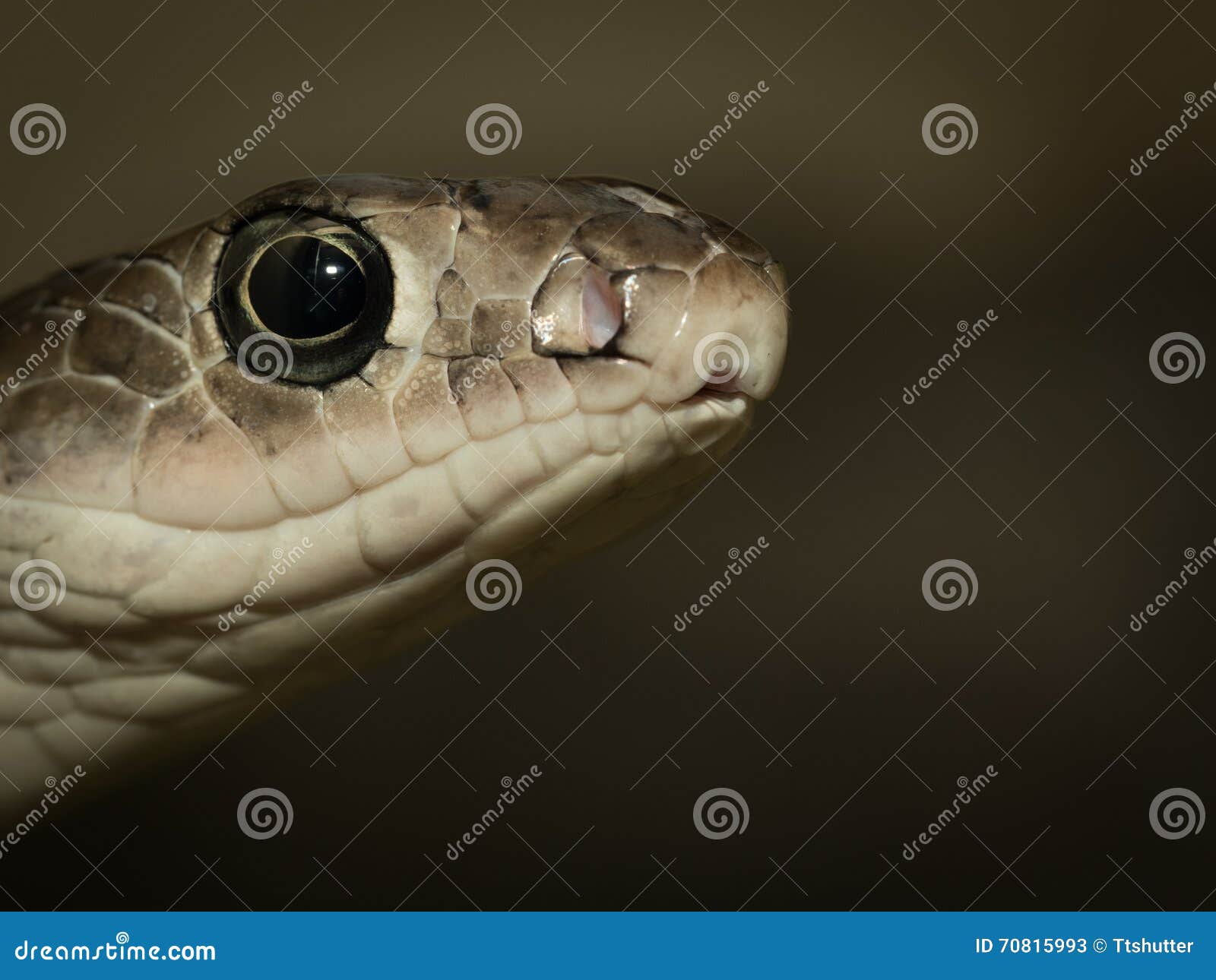 La testa del serpente immagine stock. Immagine di asia - 70815993