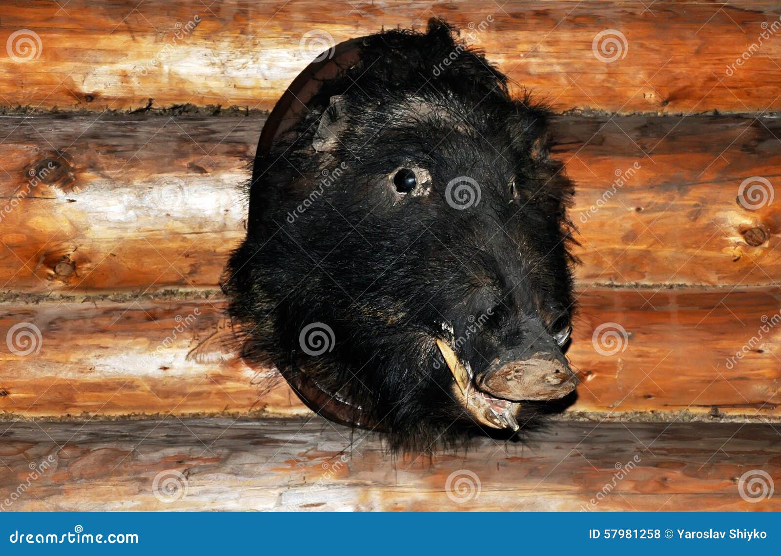 La testa del verro fotografia stock. Immagine di marrone - 57981258