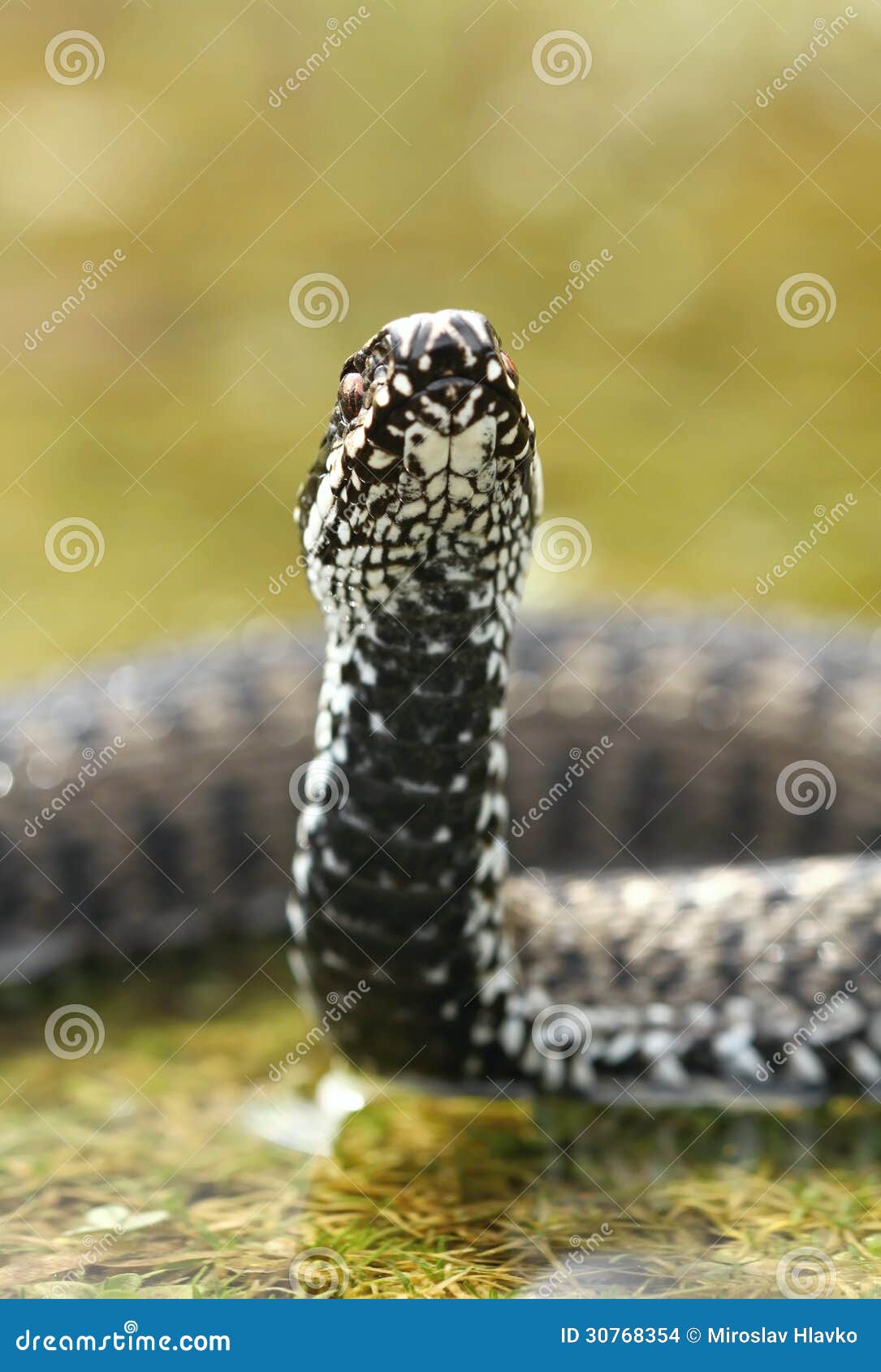 La testa della vipera fotografia stock. Immagine di serpente - 30768354