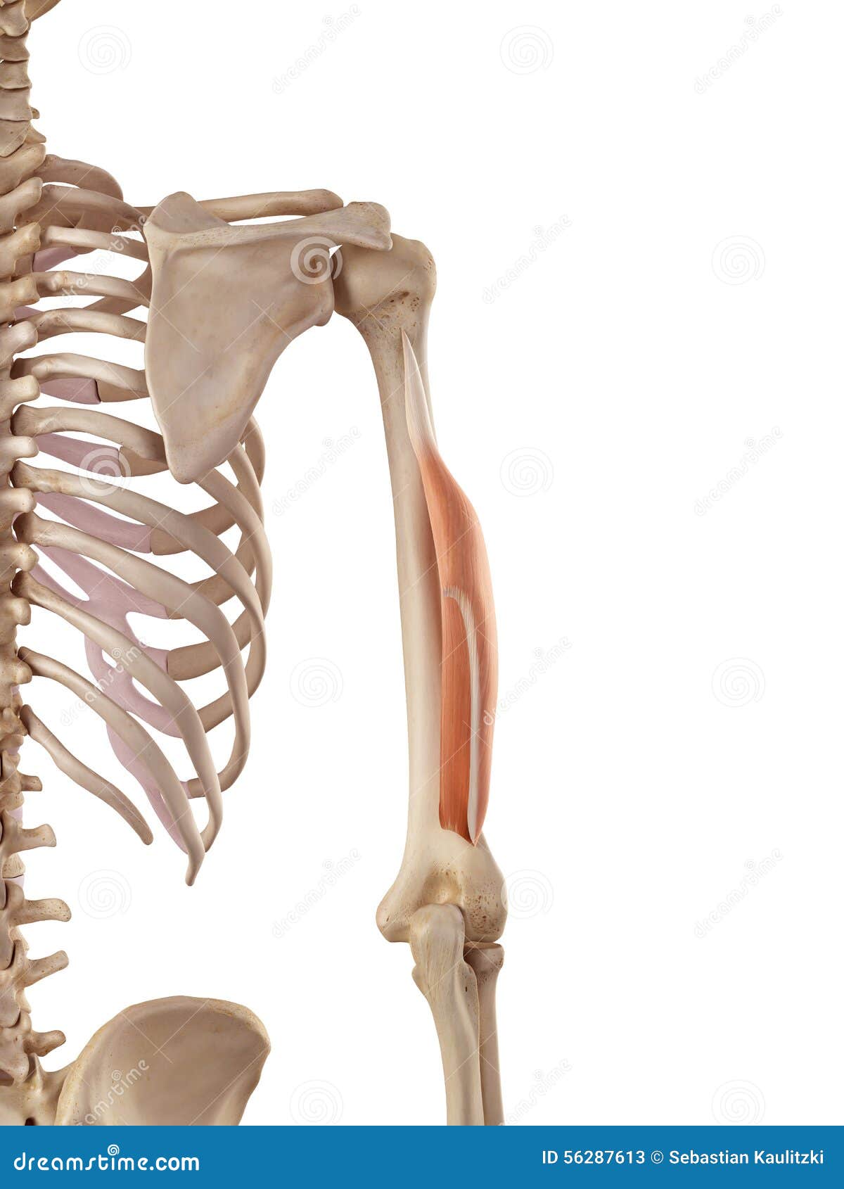 La Testa Di Laterale Del Tricipite Illustrazione di Stock ...