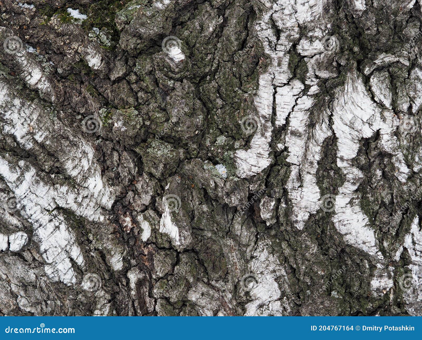 La Textura De La Corteza De Abedul Foto de archivo - Imagen de cubo ...