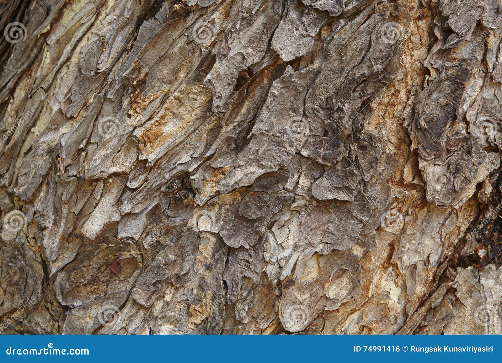 La textura de la corteza foto de archivo. Imagen de registro - 74991416