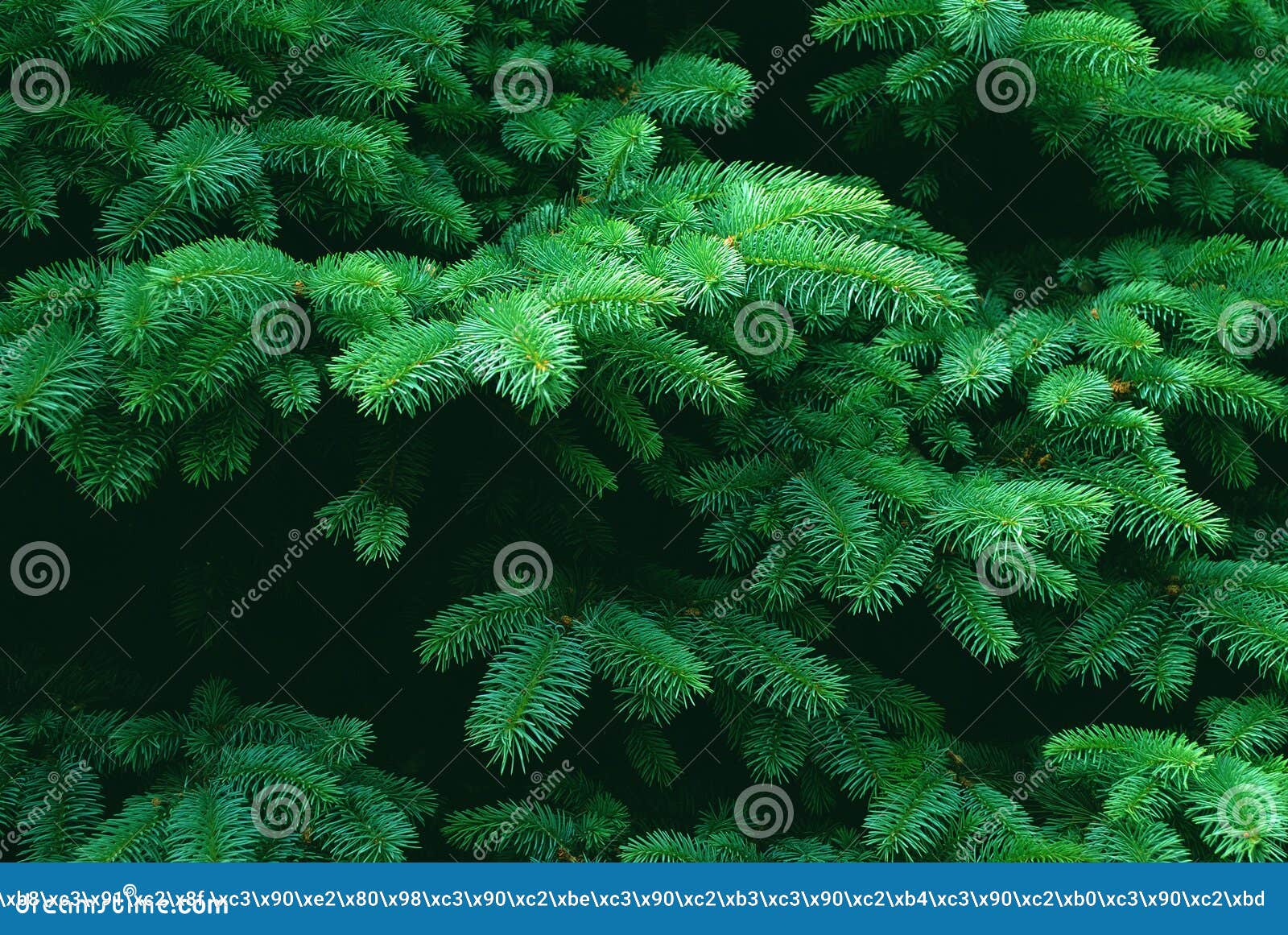 La Textura De Las Ramas De Las Agujas Verdes Imagen de archivo - Imagen ... La Textura De Las Ramas De Las Agujas Verdes Imagen de archivo - Imagen ...