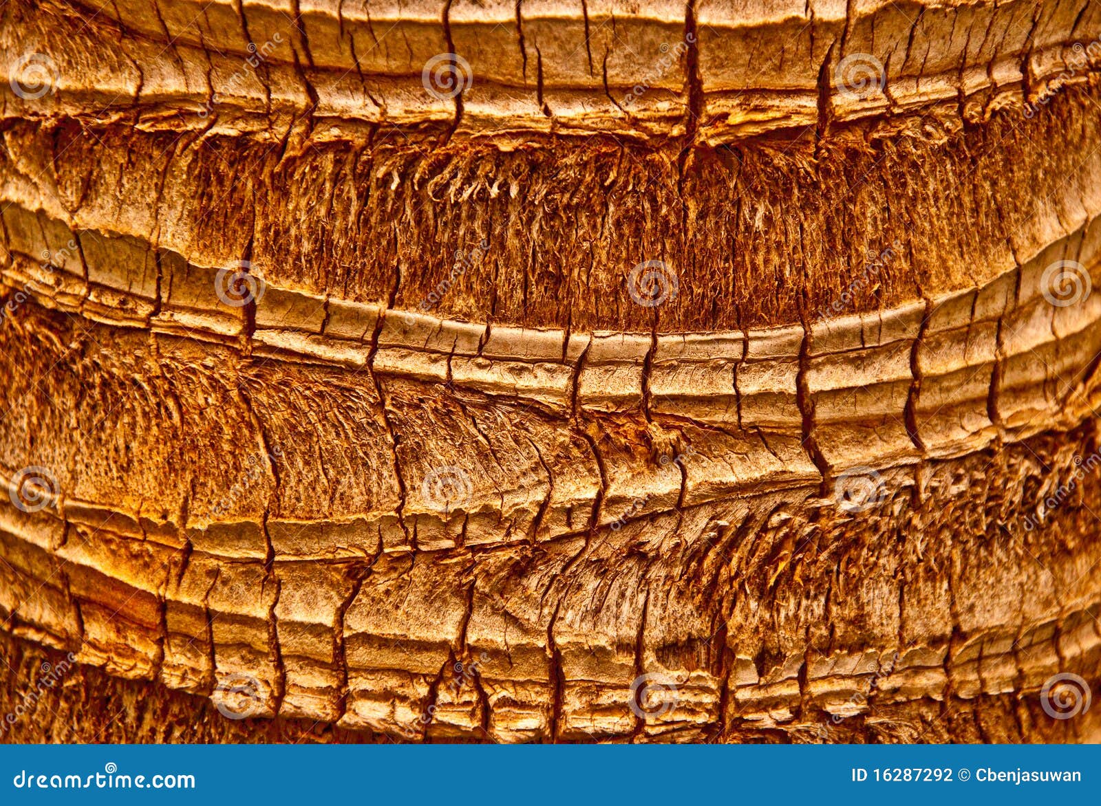 La Textura De Madera Del Coco Foto de archivo - Imagen de macro ...