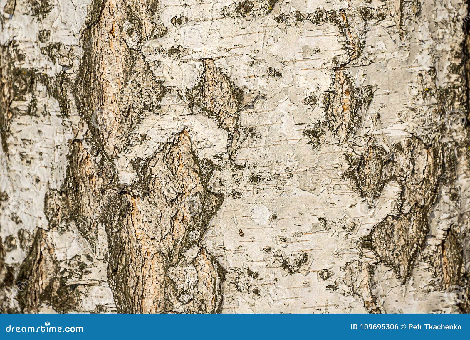 La Textura Del Abedul Para El Substrato Foto de archivo - Imagen de ...