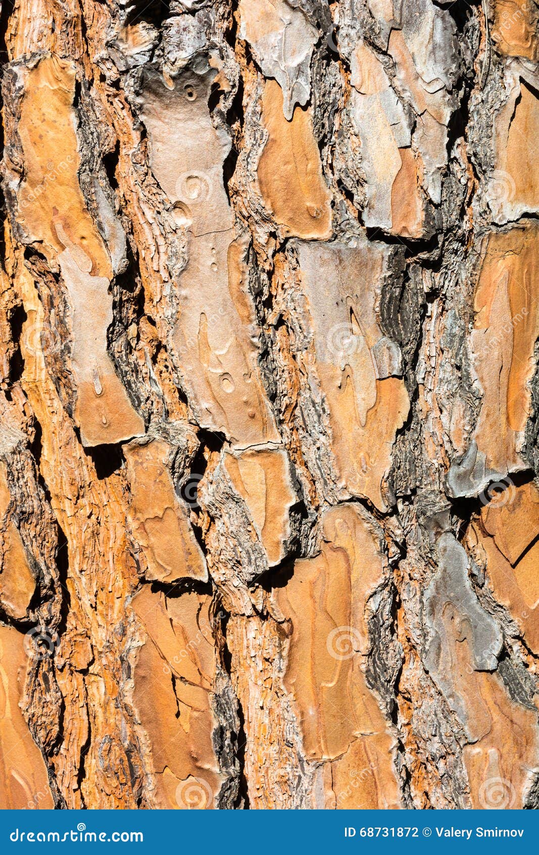 La Textura Del Tronco De árbol Foto de archivo - Imagen de extracto ...