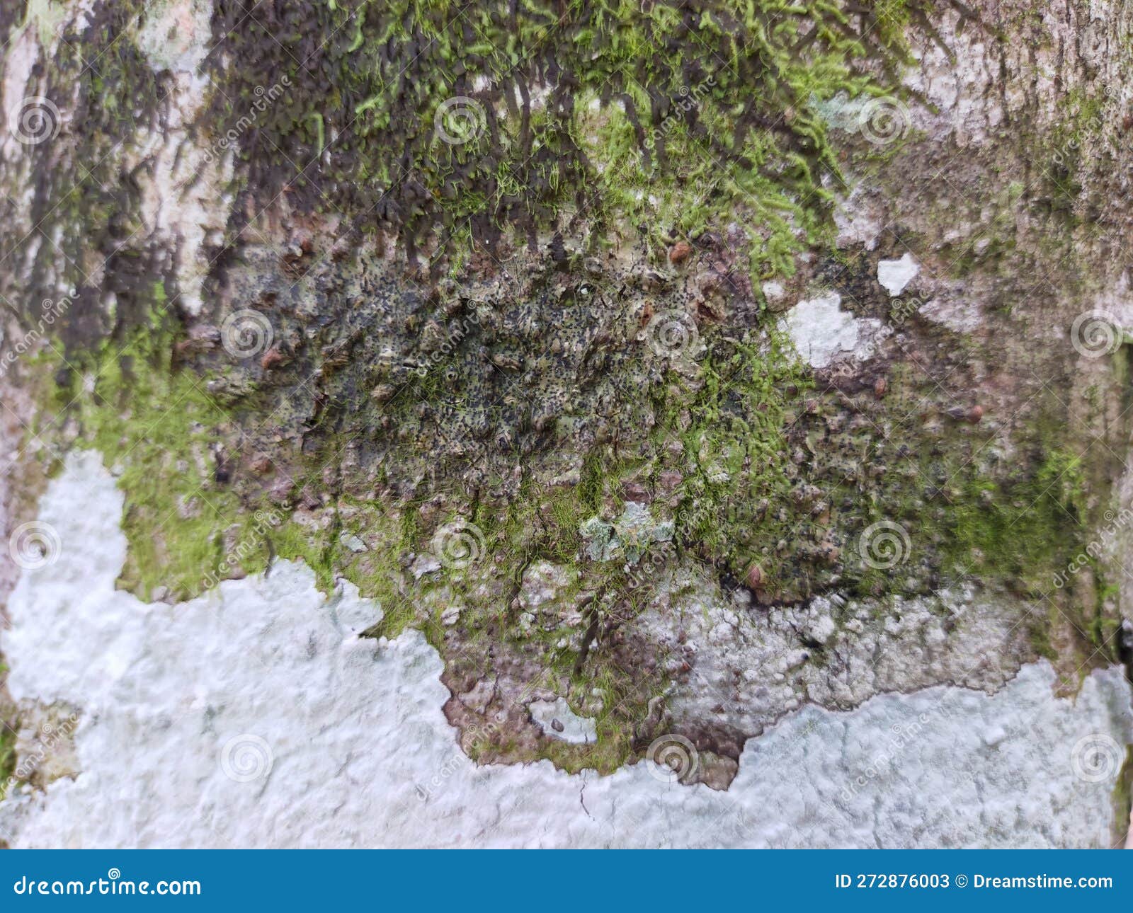 La textura del viejo coco imagen de archivo. Imagen de textura - 272876003