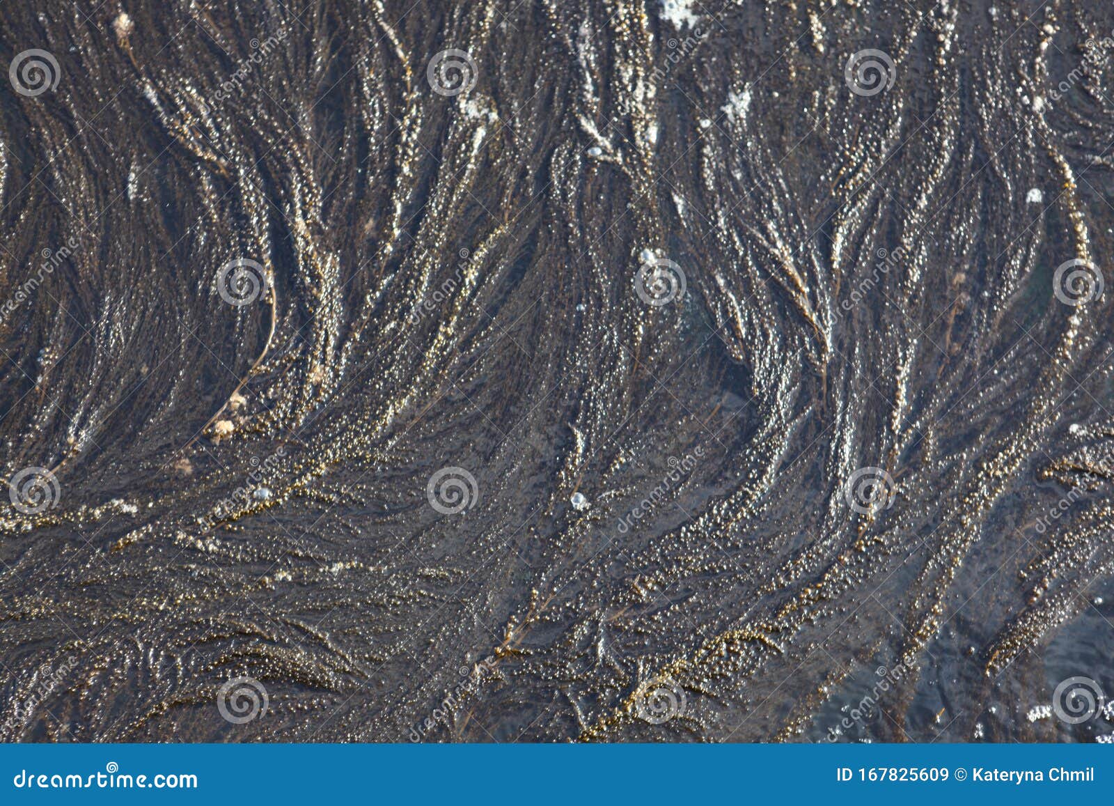 La Texture D'algues Sur La Plage Image stock - Image du maritime ...