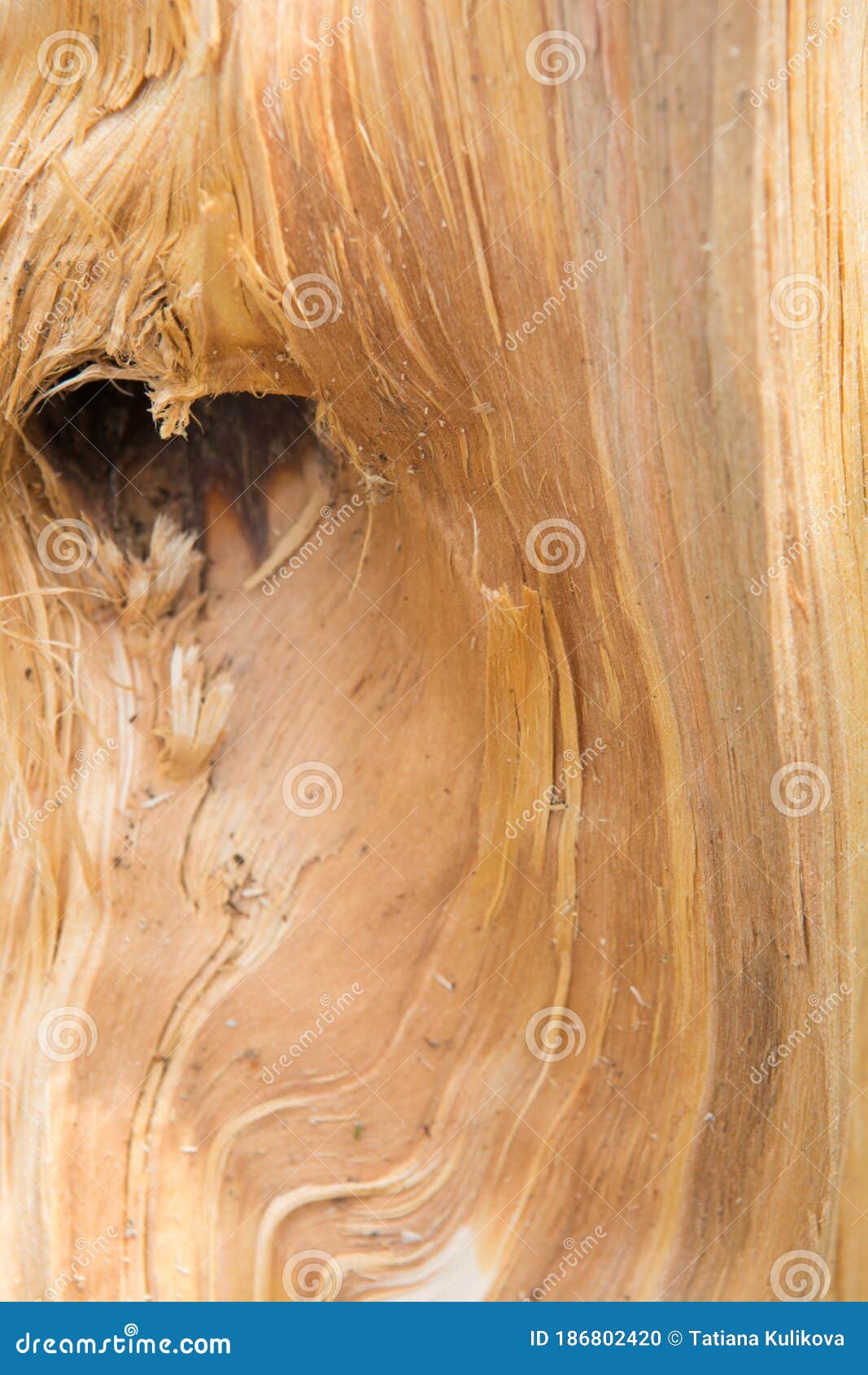 La Texture De La Tranche De Bouleaux. Plancher En Bois. Photo stock ...