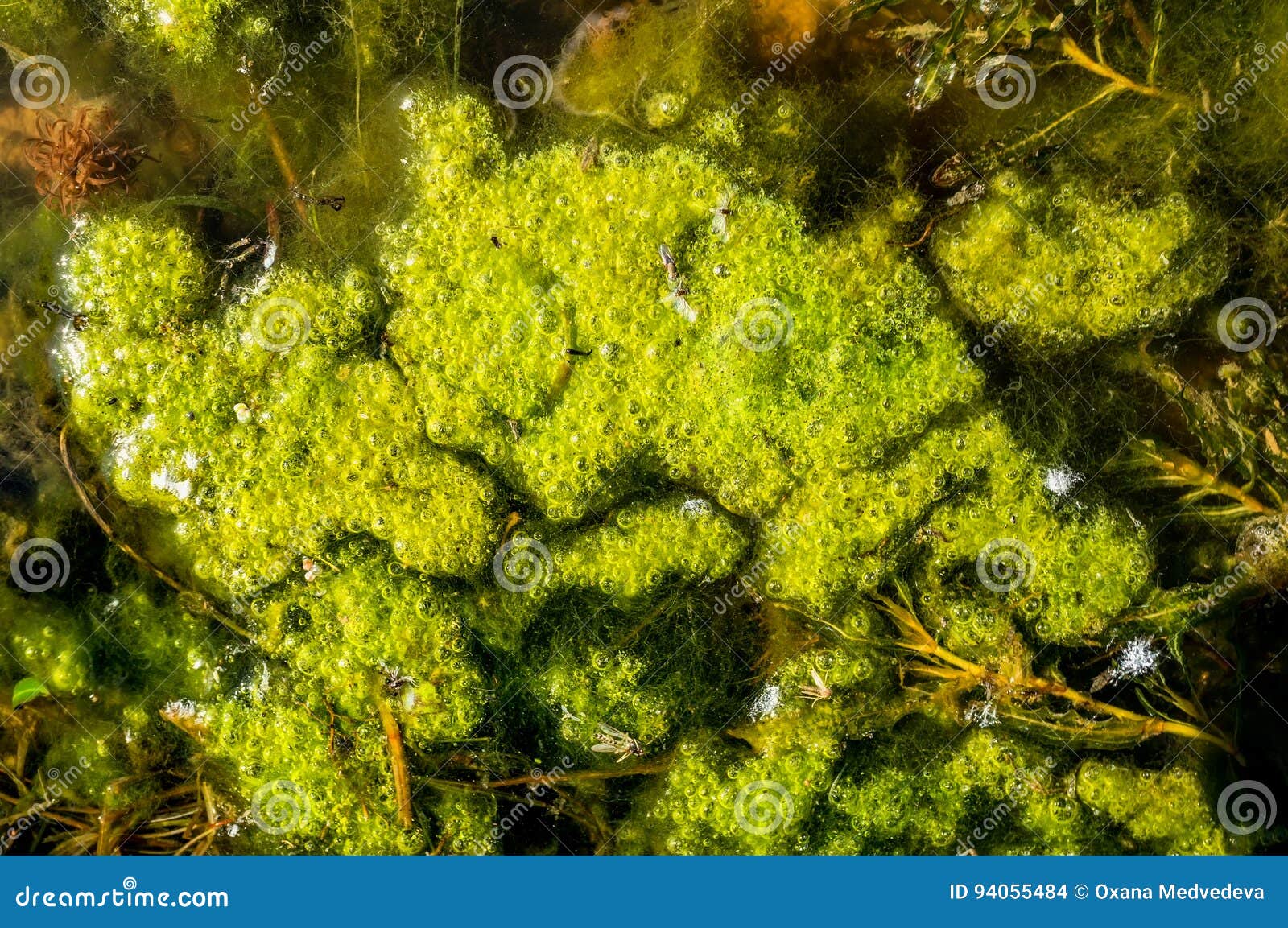 La Texture Du Fond Naturel De Marais D'algue L'horizontal Photo stock ...