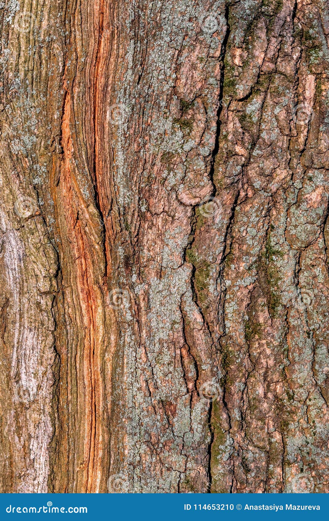 La Texture Du Tronc D'arbre Photo stock - Image du nature, matériau ...