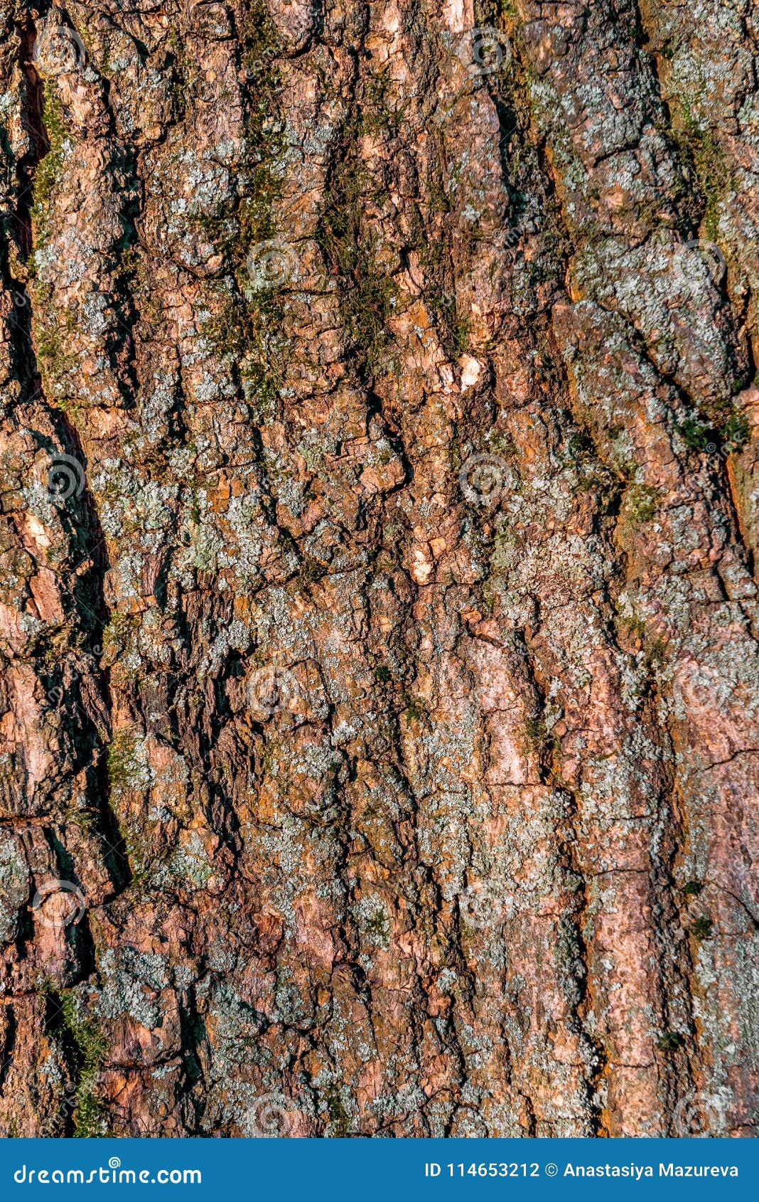 La Texture Du Tronc D'arbre Photo stock - Image du nature, seamless ...