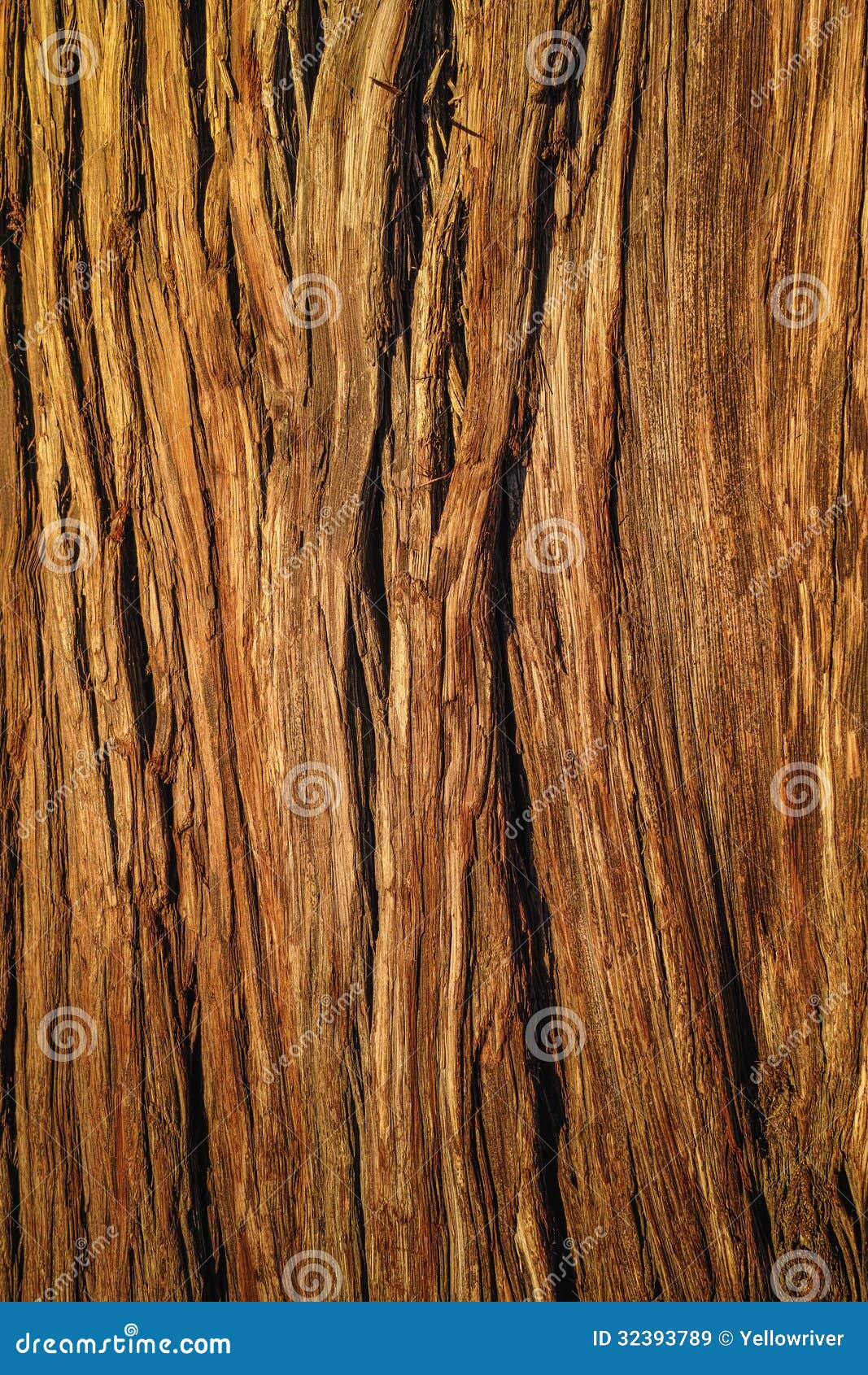 La Texture Du Tronc D'arbre Image stock - Image du énorme, arbre: 32393789