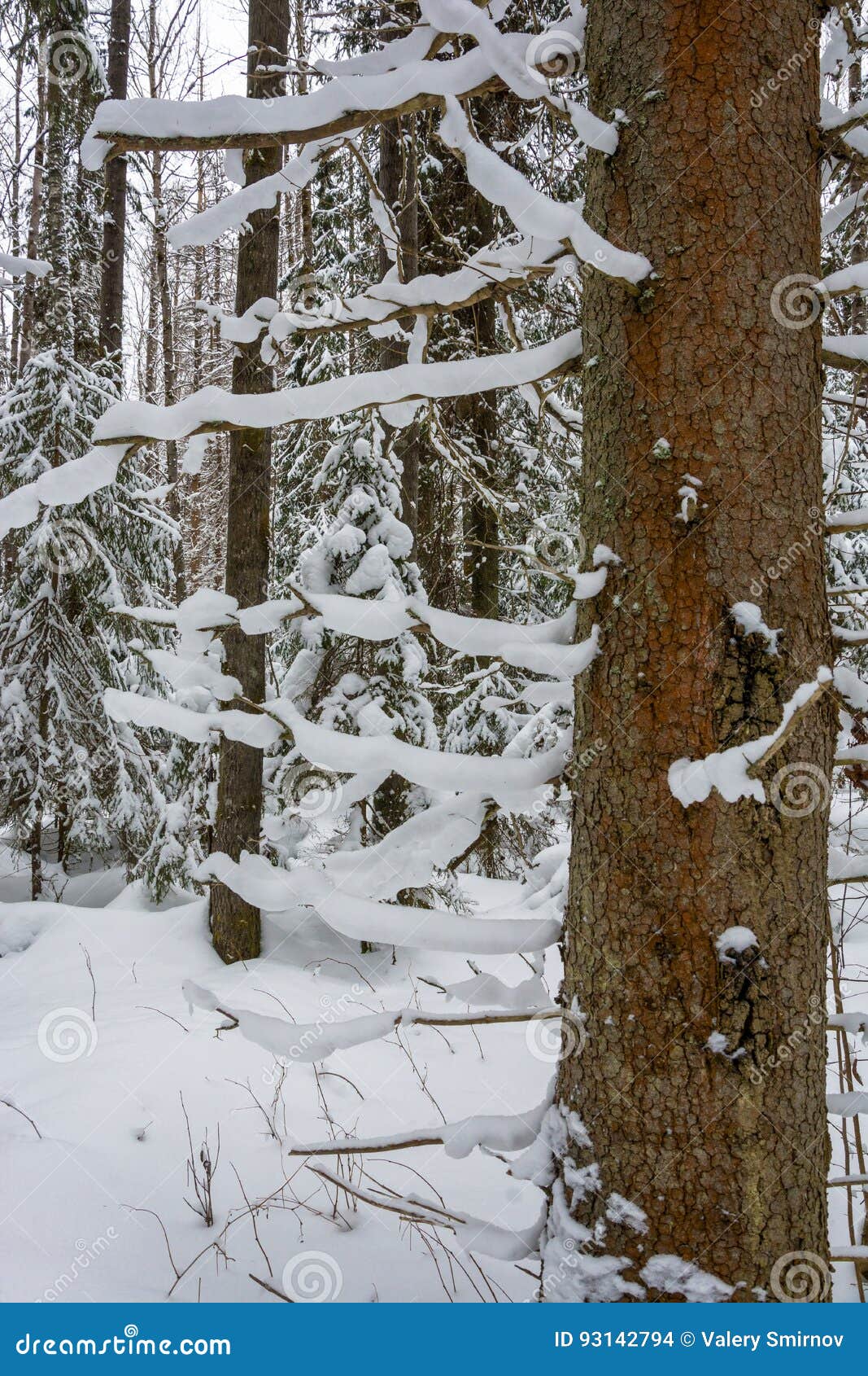La Texture Du Tronc Du Sapin Photo stock - Image du arbre, couleur ...