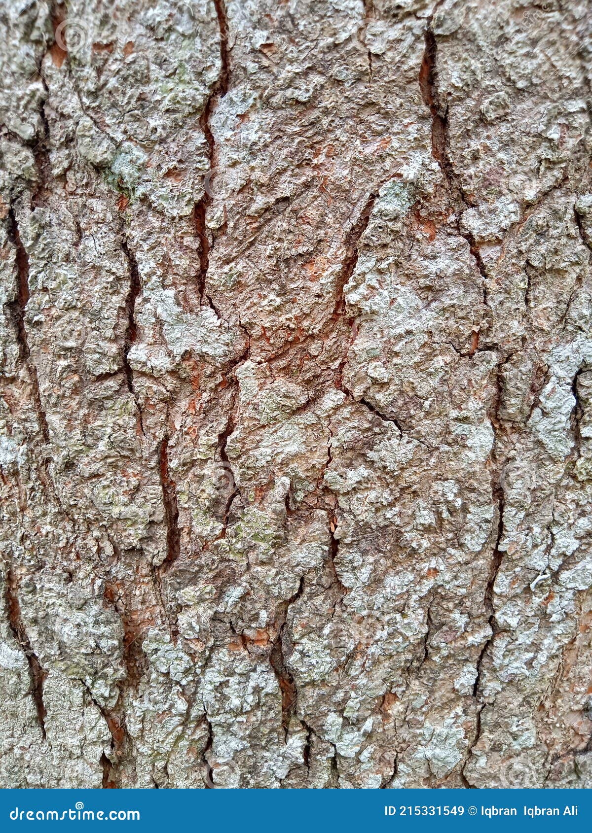 La Texture Rugueuse Du Grand Arbre Image stock - Image du arbre ...