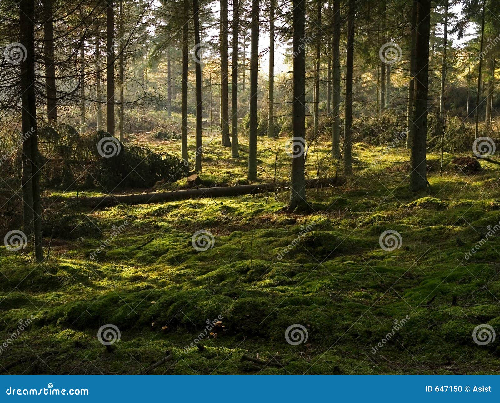 La Torba Ha Coperto La Base Attillata Della Foresta Fotografia Stock ...