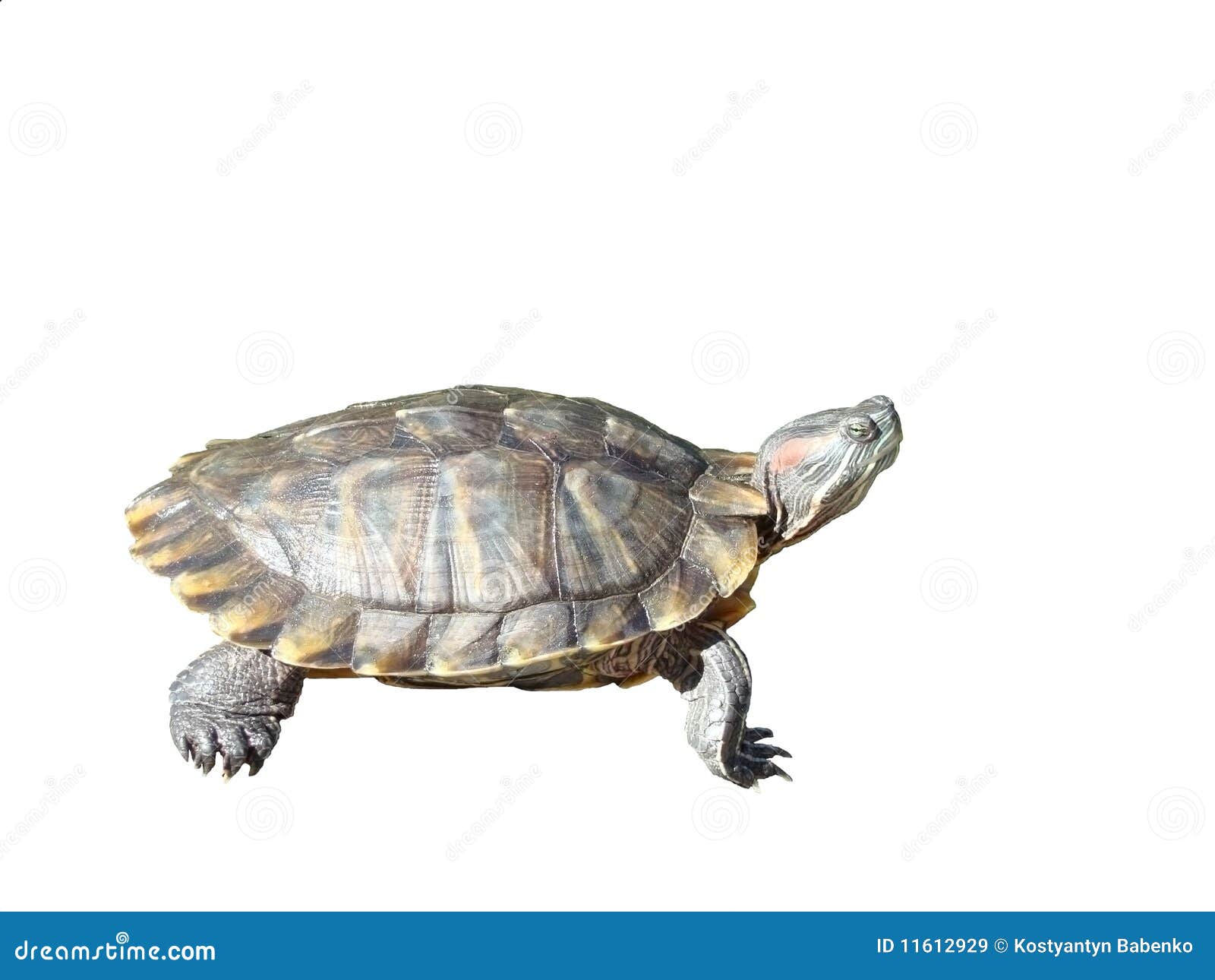 La tortuga acuática imagen de archivo. Imagen de anfibio - 11612929