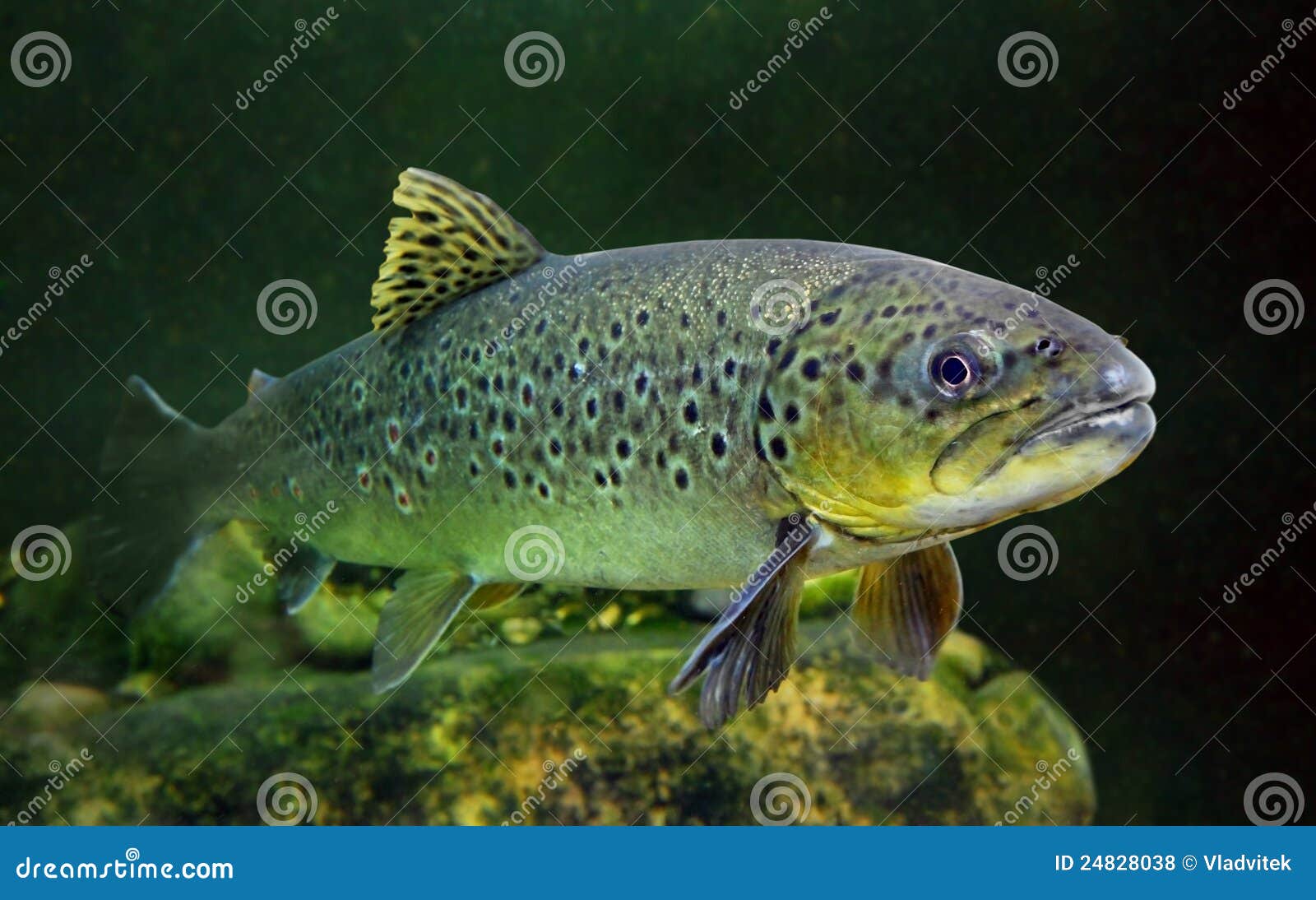 La Trota Di Brown (Salmo Trutta). Fotografia Stock - Immagine di ...