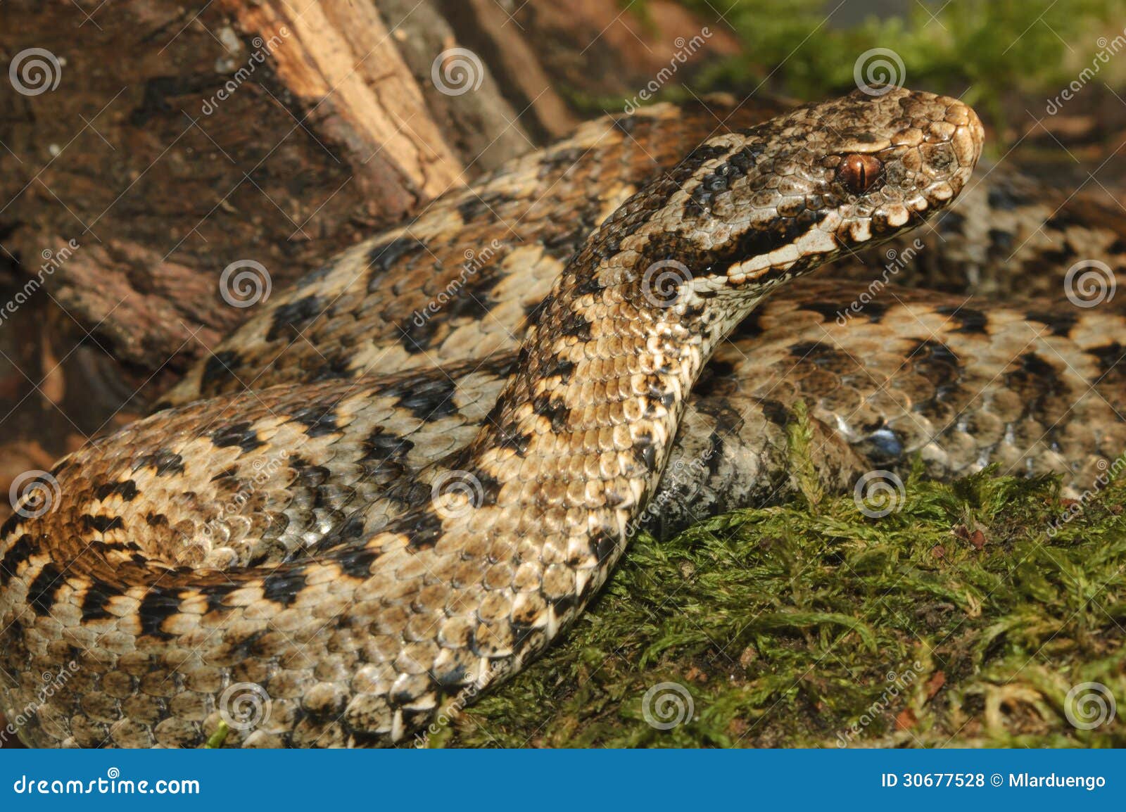 La víbora de Seoane foto de archivo. Imagen de follaje - 30677528