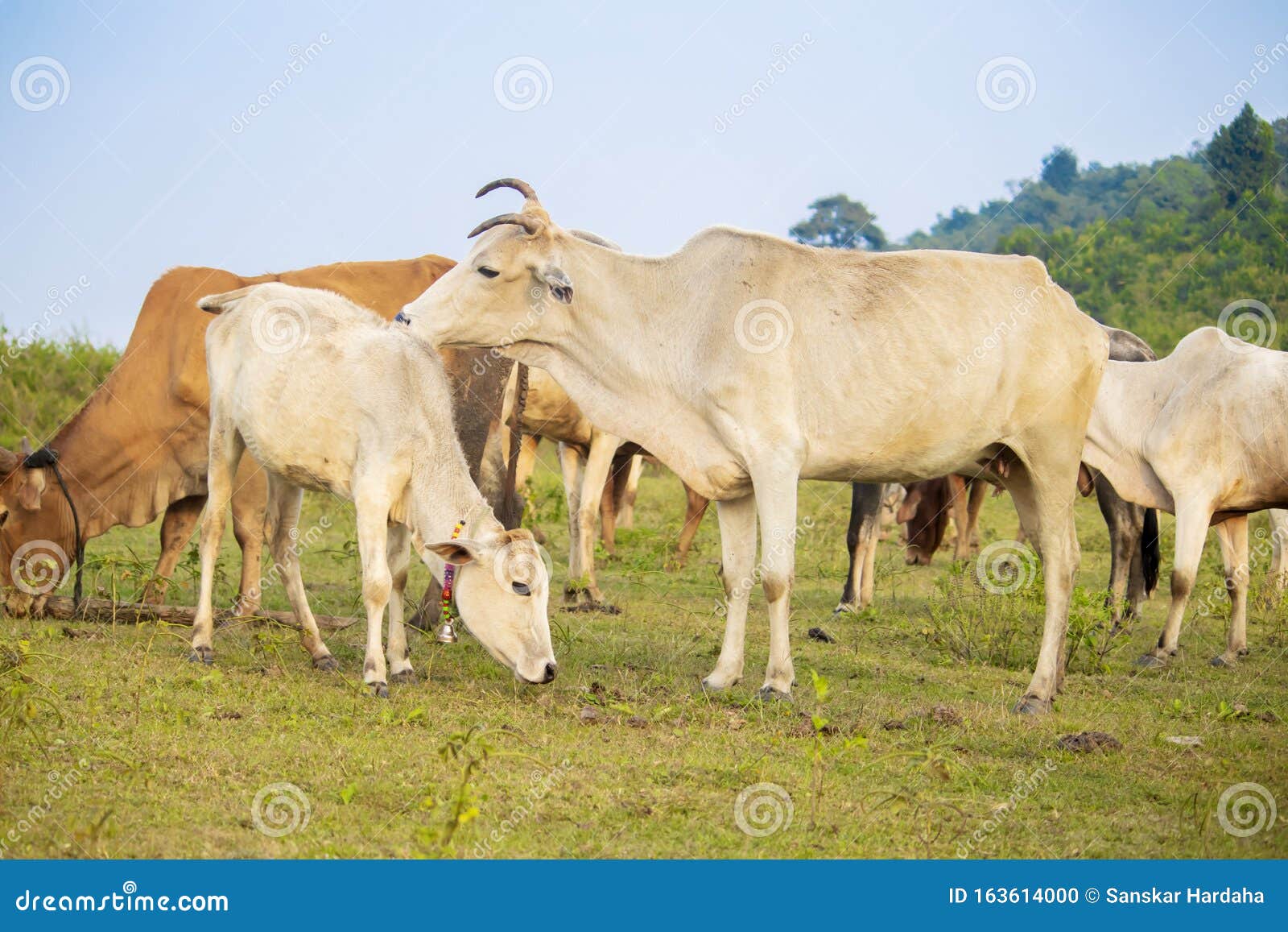 La vaca ama foto de archivo. Imagen de amors, animal - 163614000