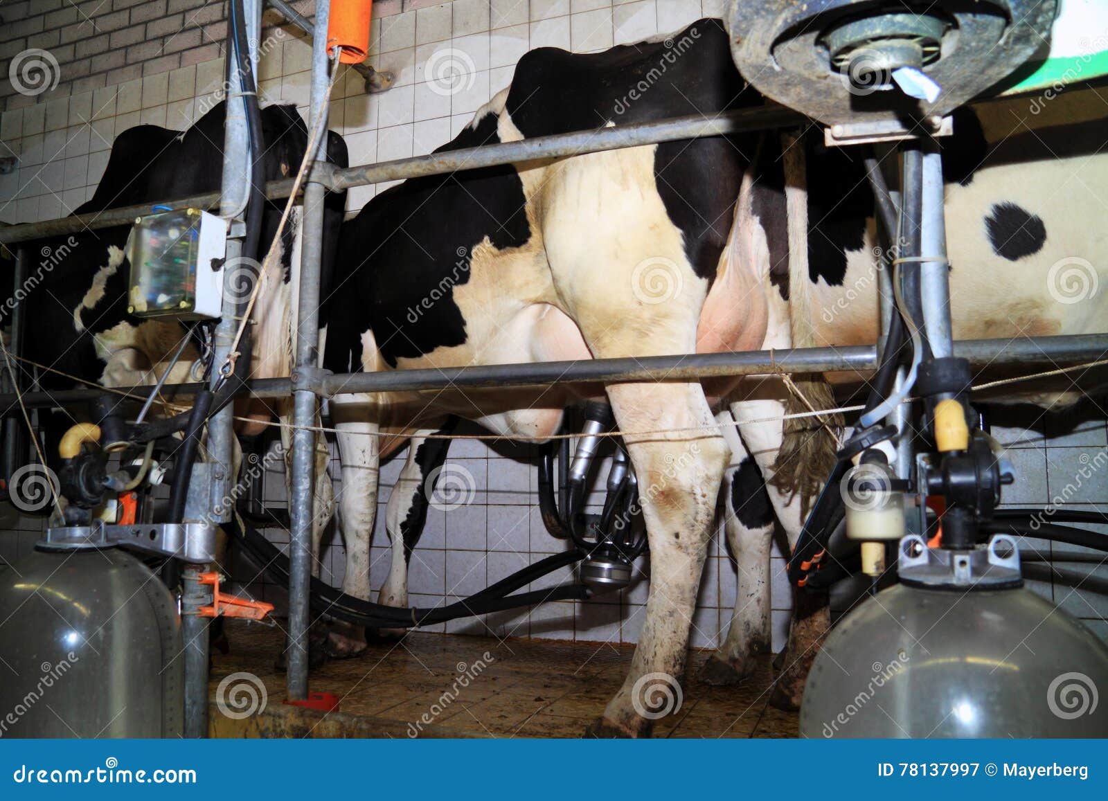 La Vaca Come 60 Kilogramos De Comida Al Día Imagen de archivo - Imagen ...