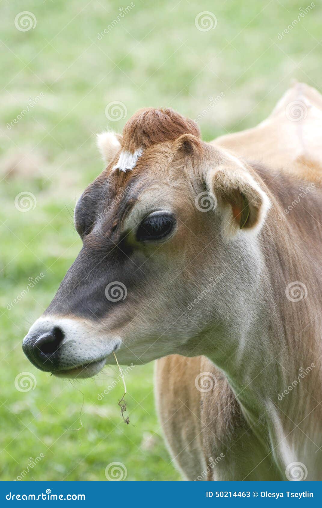 La vaca del jersey imagen de archivo. Imagen de lindo - 50214463