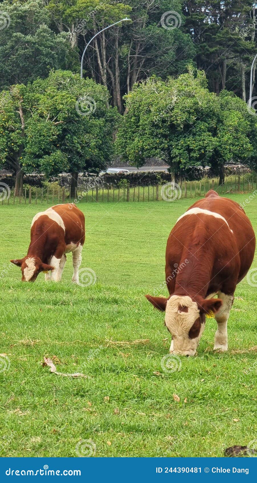 La Vaca En El Campo Comiendo Pasto Imagen de archivo - Imagen de vaca ...