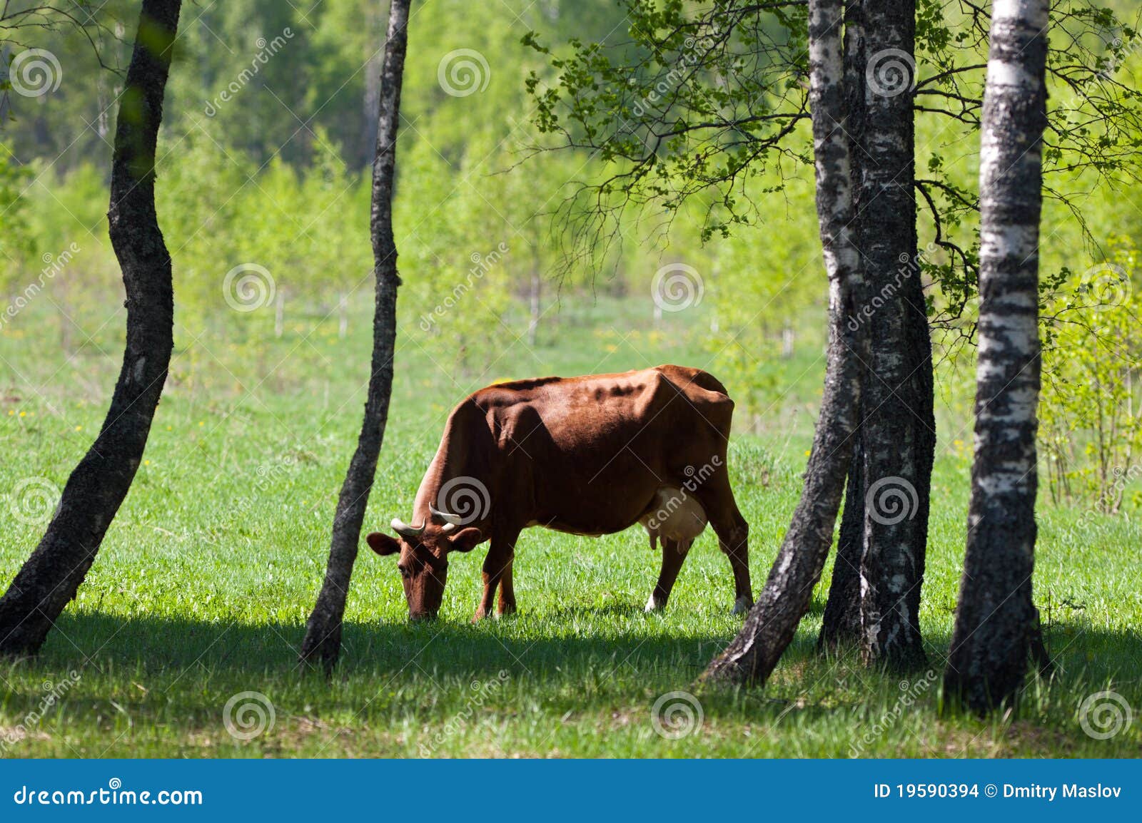 La Vaca En La Franja Del Bosque Foto de archivo - Imagen de exterior ...