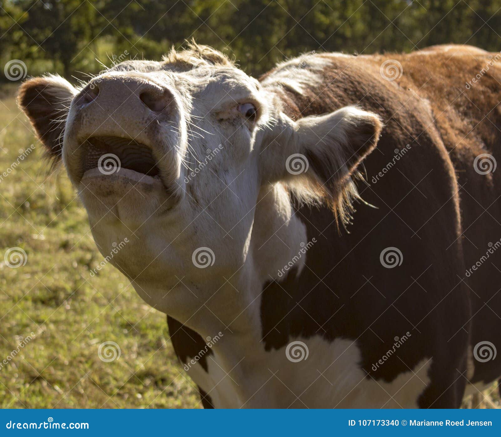 La vaca feliz foto de archivo. Imagen de feliz, pasto - 107173340