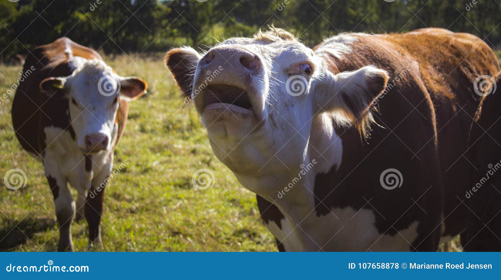 La vaca feliz foto de archivo. Imagen de becerro, tiro - 107658878