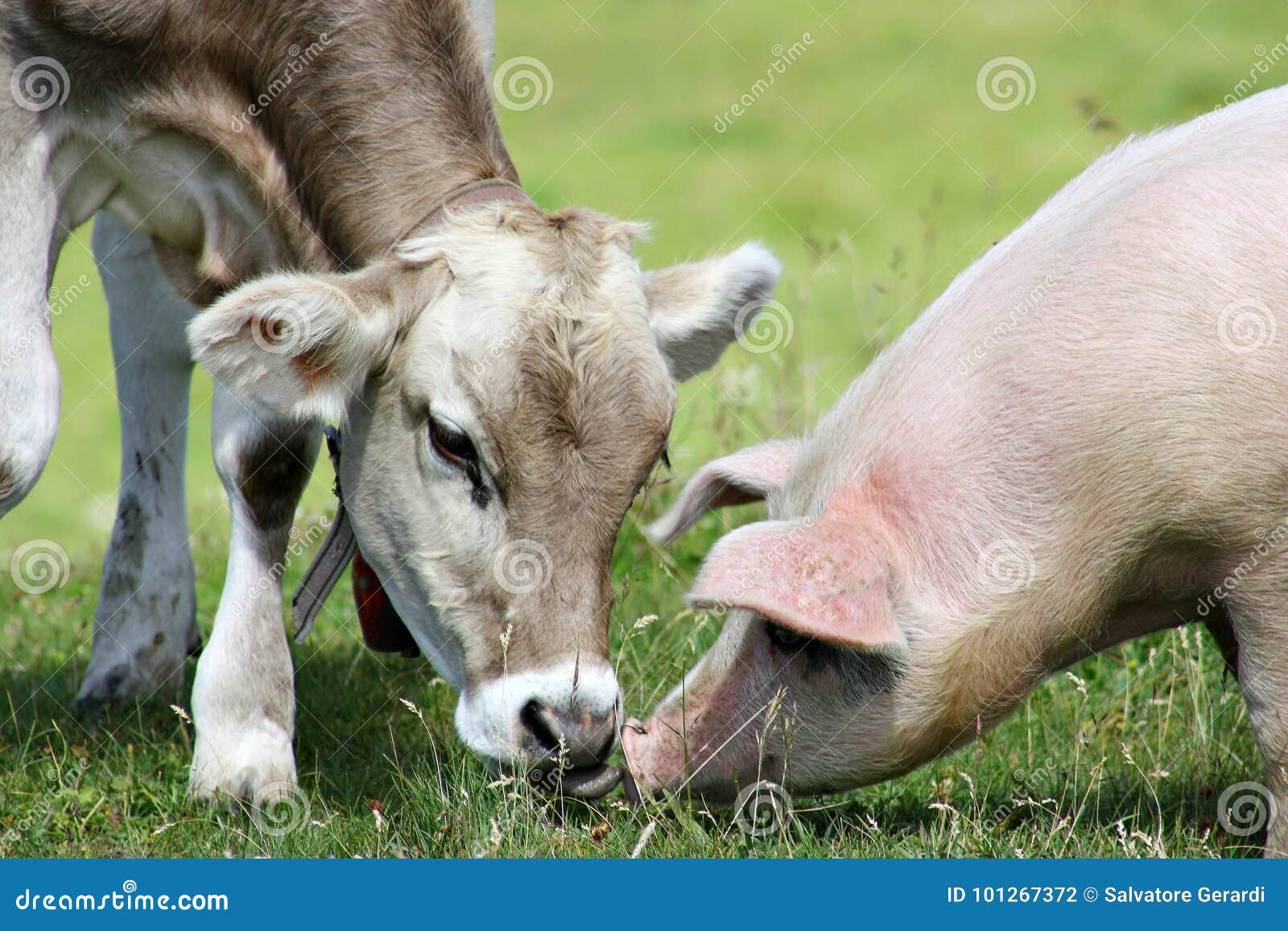 La vaca joven y el cerdo foto de archivo. Imagen de cubo - 101267372