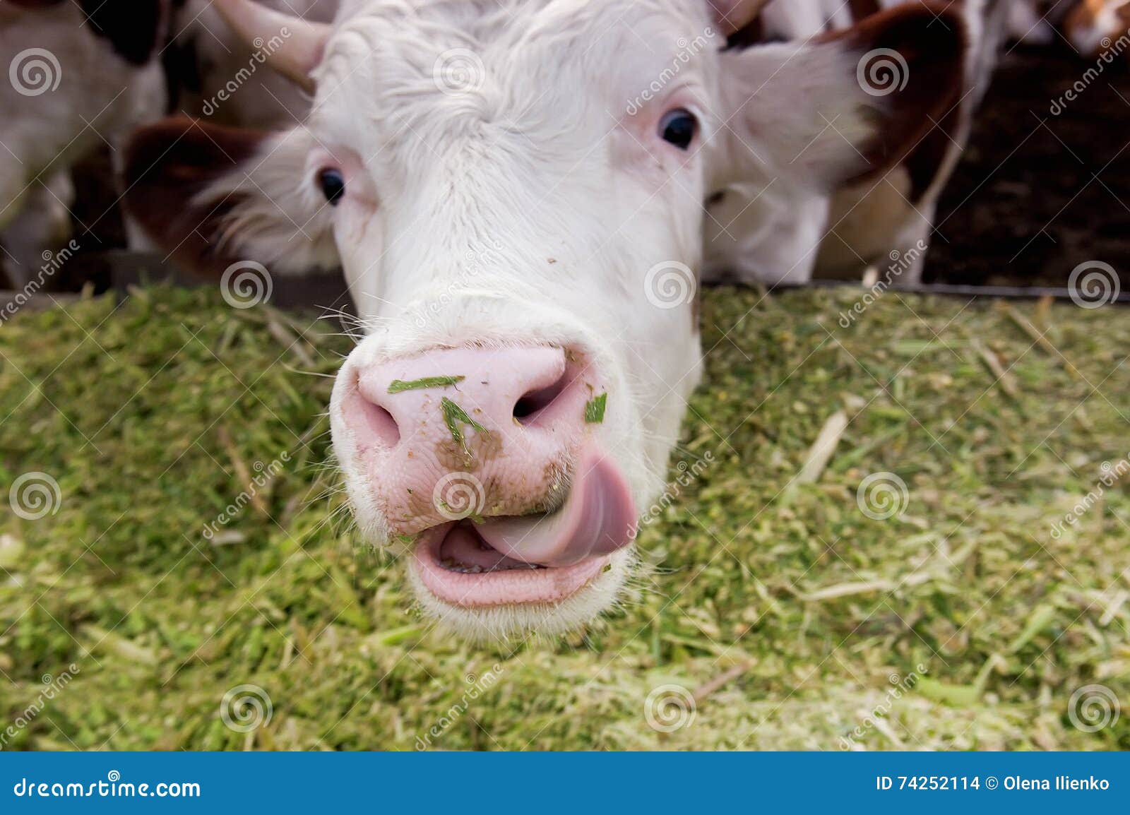 La vaca lame los labios foto de archivo. Imagen de casta - 74252114