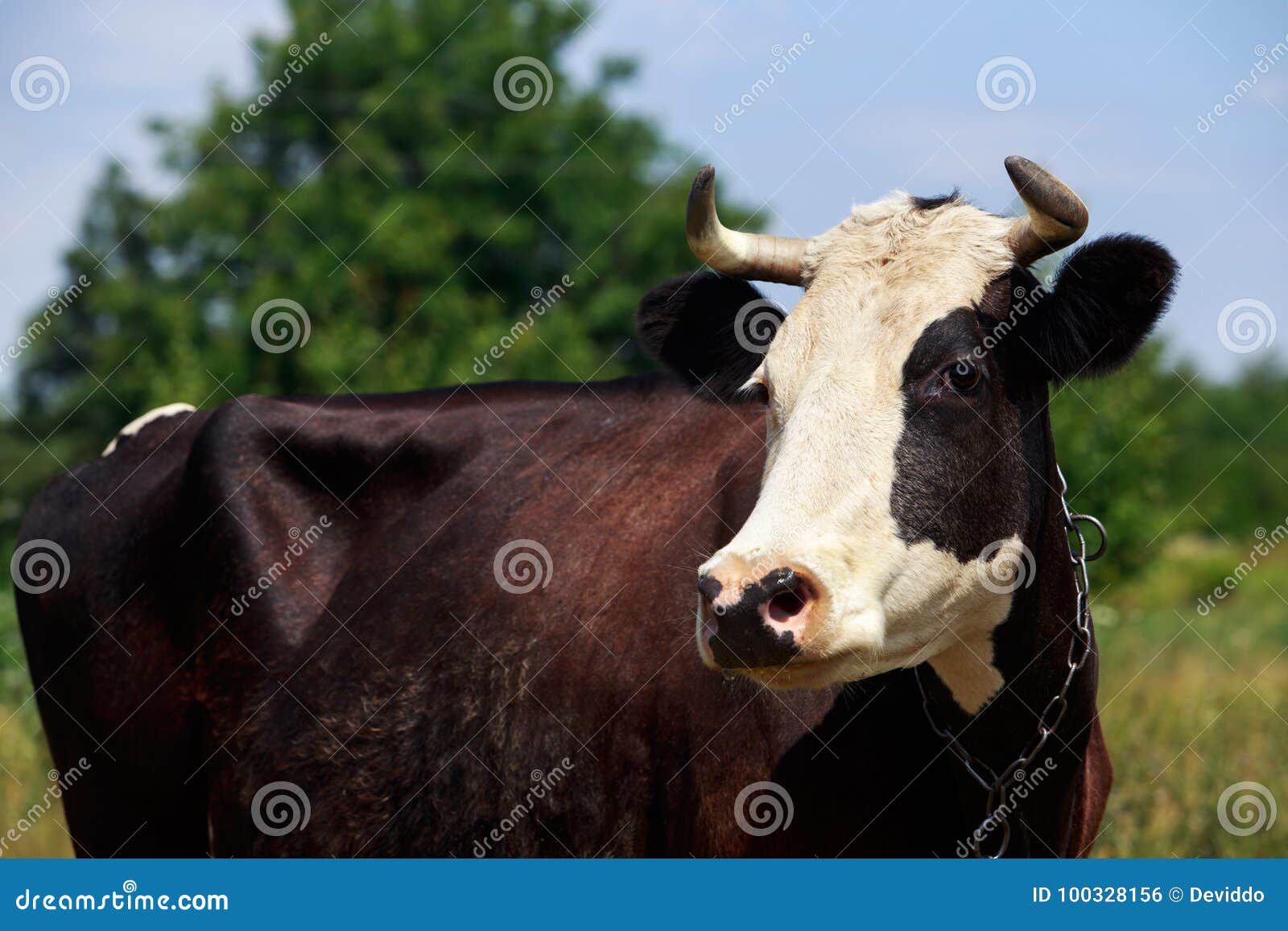 La vaca manchada foto de archivo. Imagen de verde, aldea - 100328156