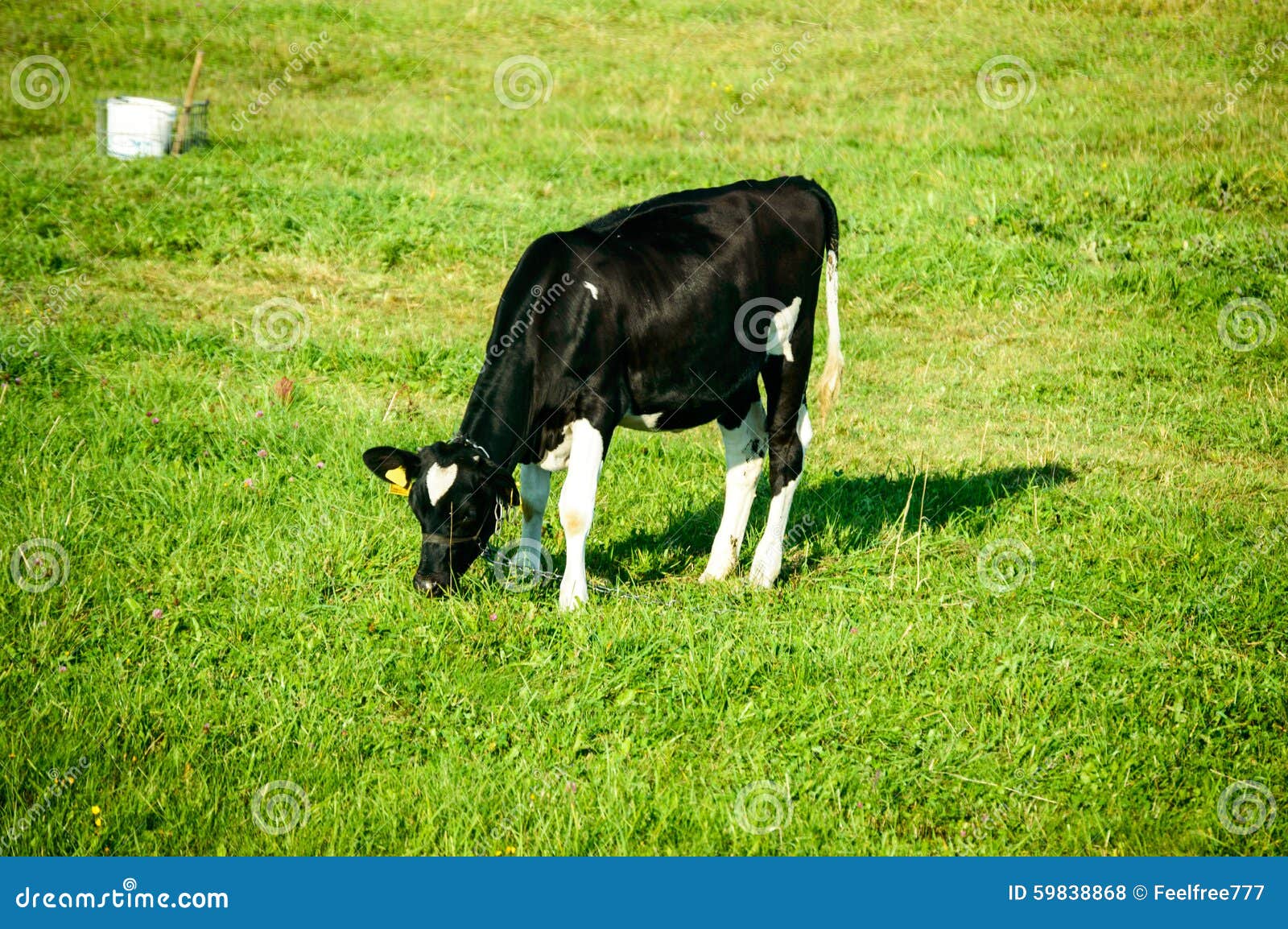 La Vaca Negra Come La Hierba Foto de archivo - Imagen de vaca, casero ...